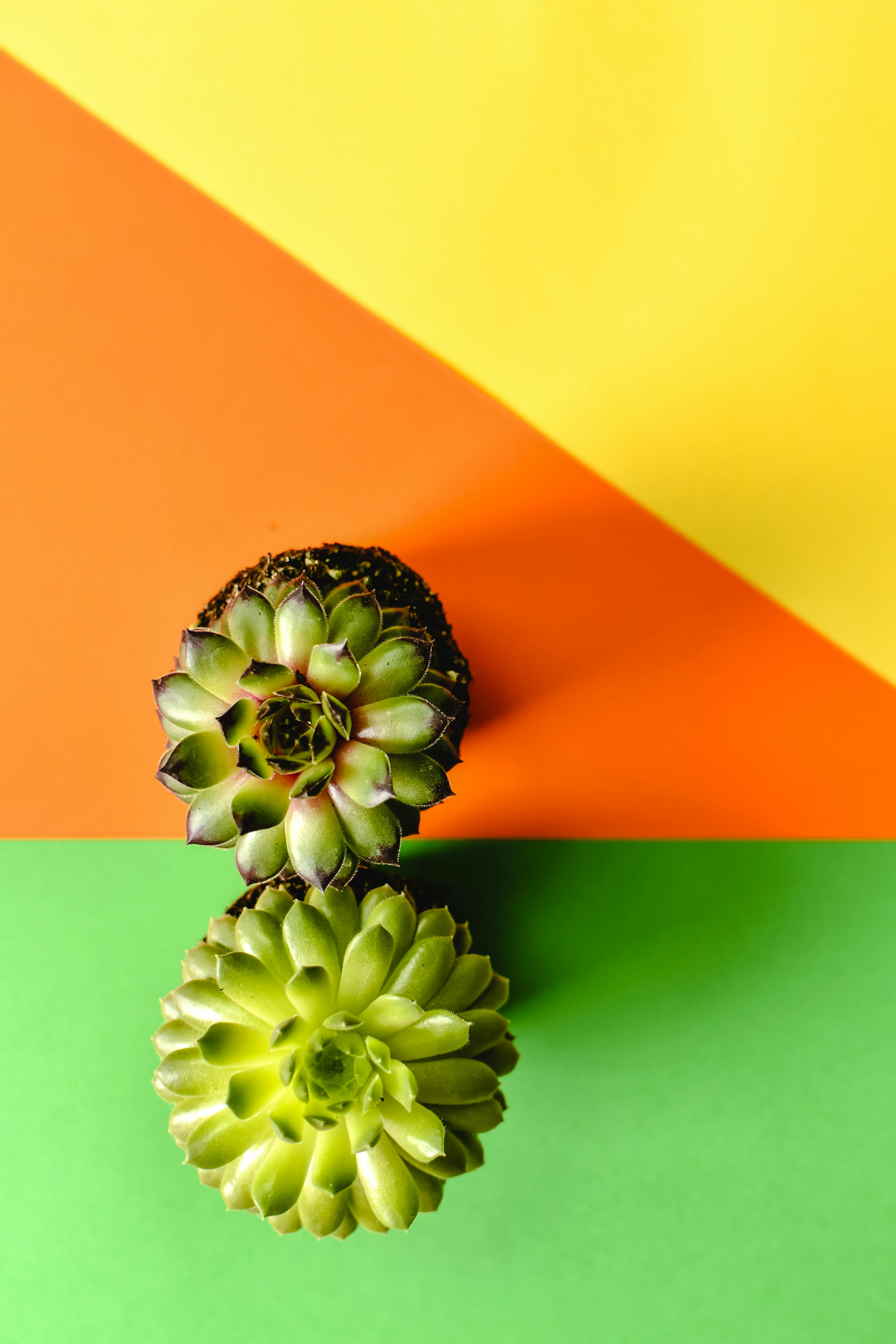 Multi Colored Background Photos, Download The BEST Free Multi Colored ...