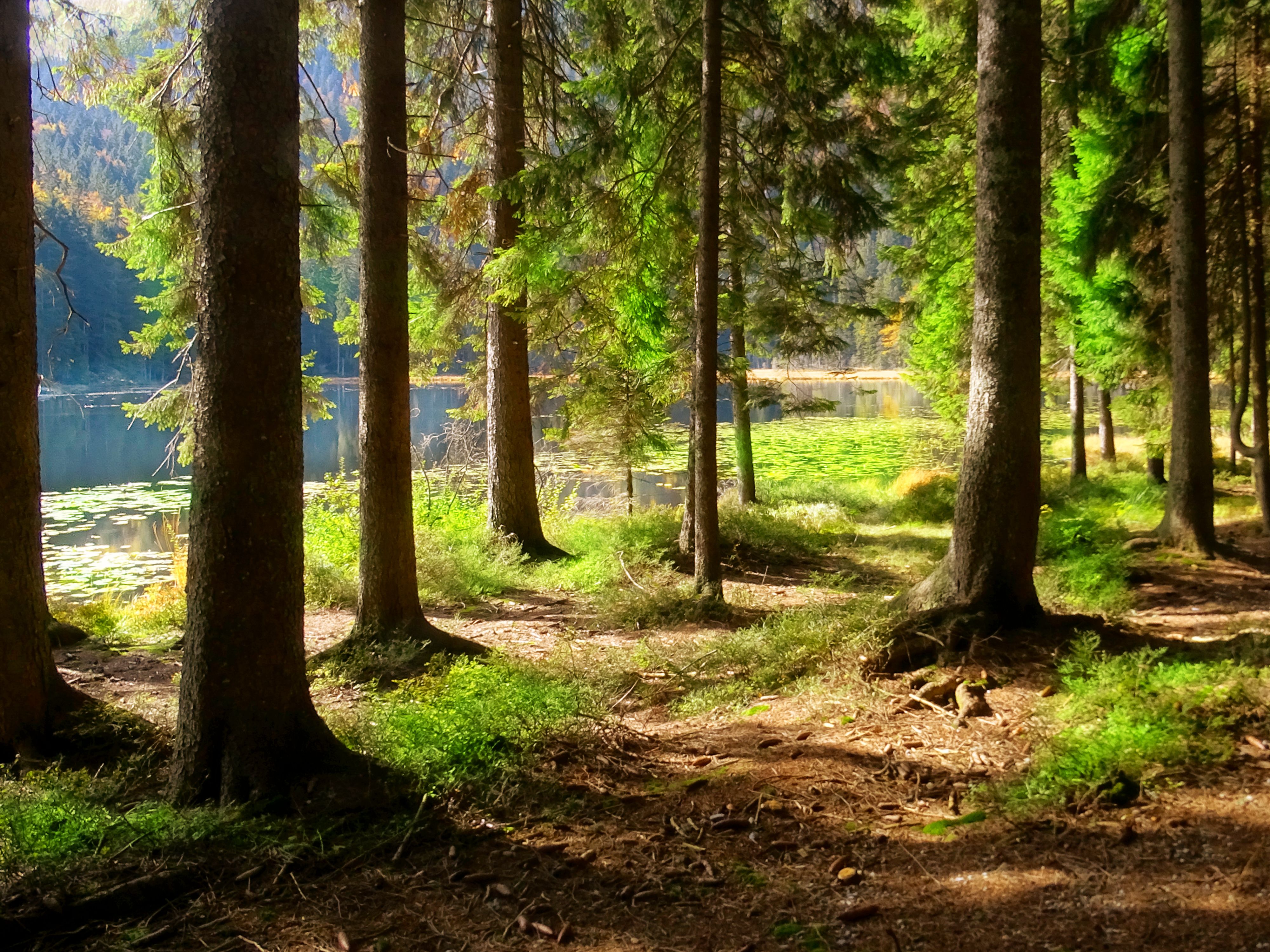 Green Grass in the Forest · Free Stock Photo