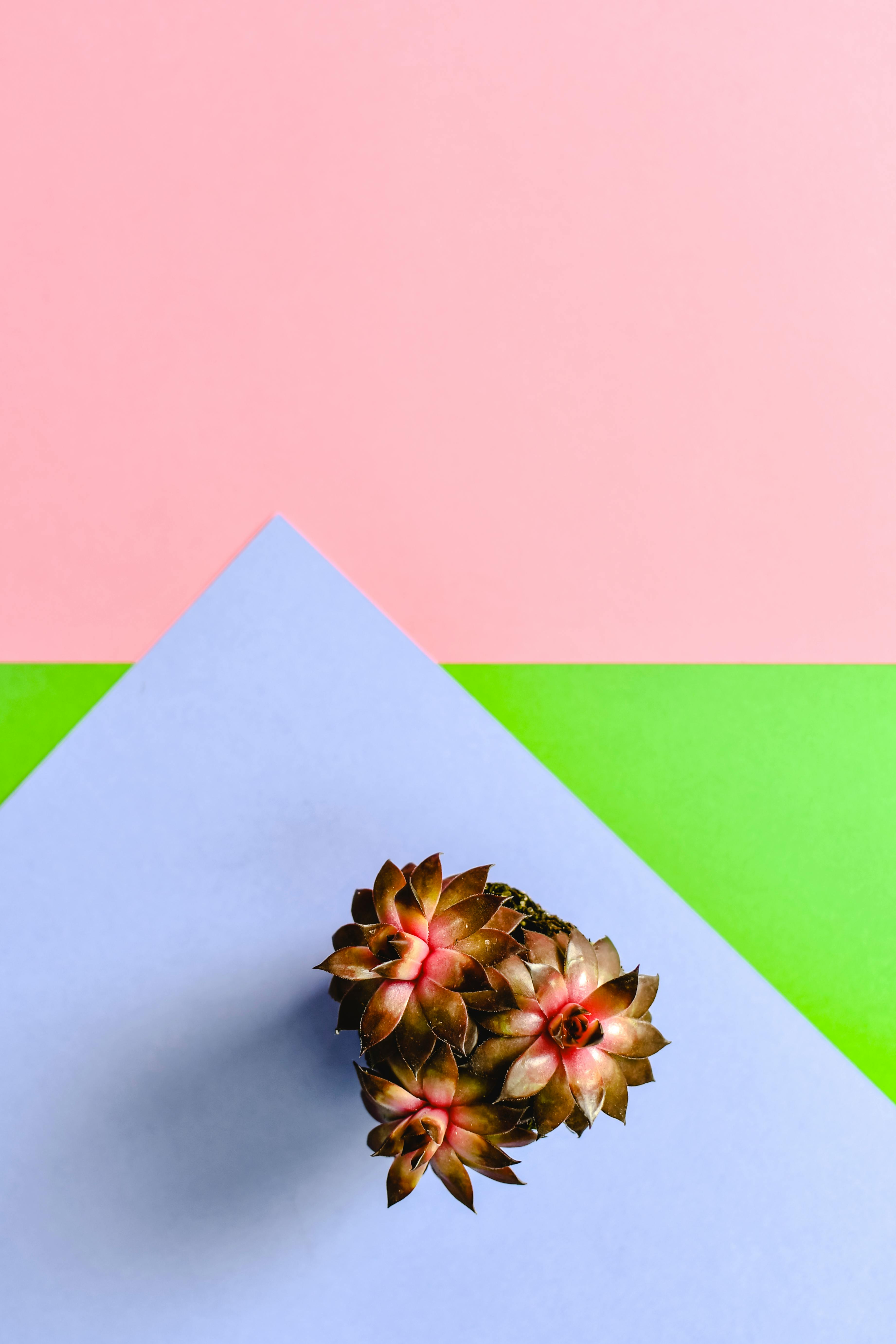 Green Succulent Plants On Pots · Free Stock Photo