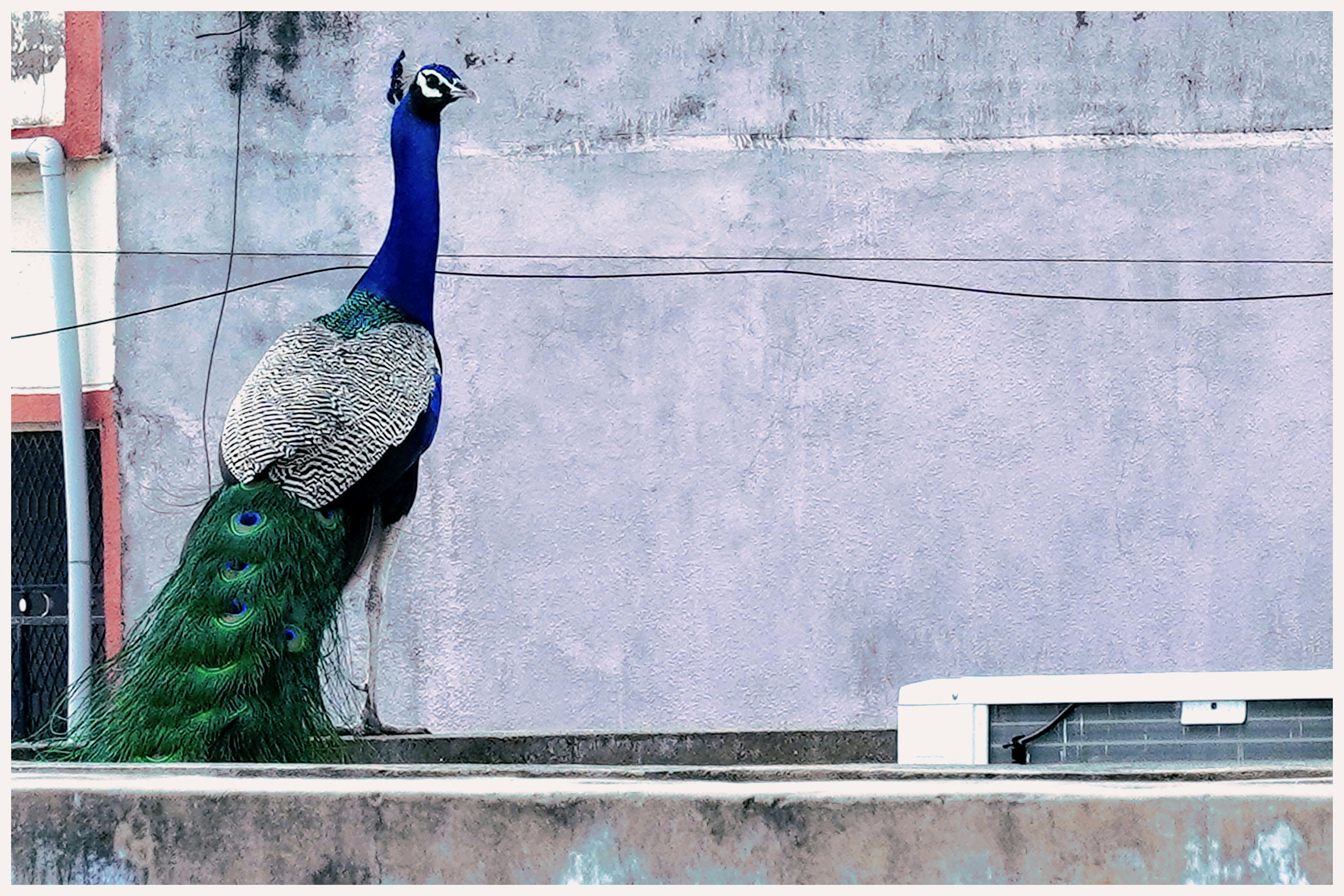 21 fotos y vídeos de Bird photography guardados por Ankit Patel