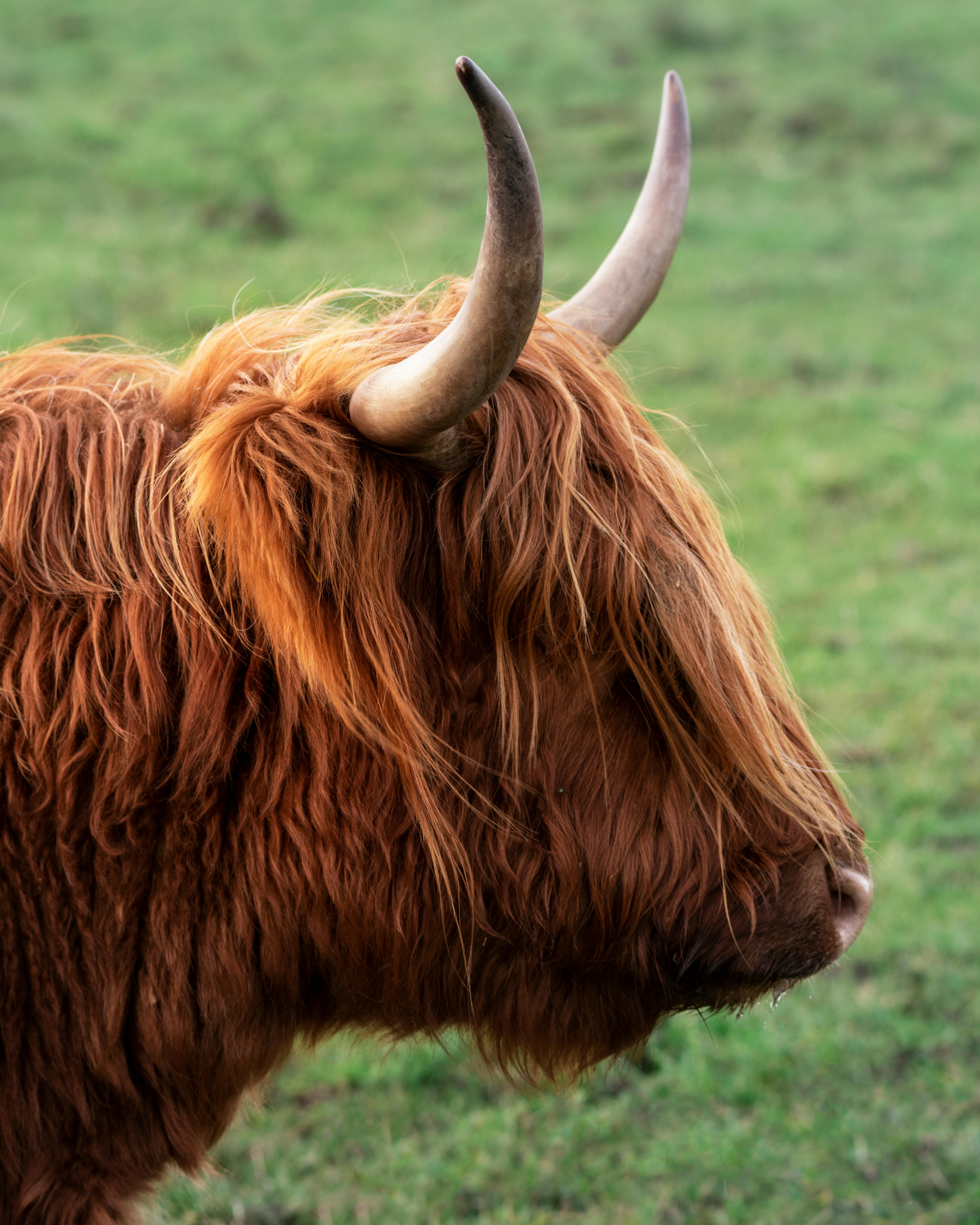 8,340+ Best Free Highland cow Stock Photos & Images · 100% Royalty-Free ...