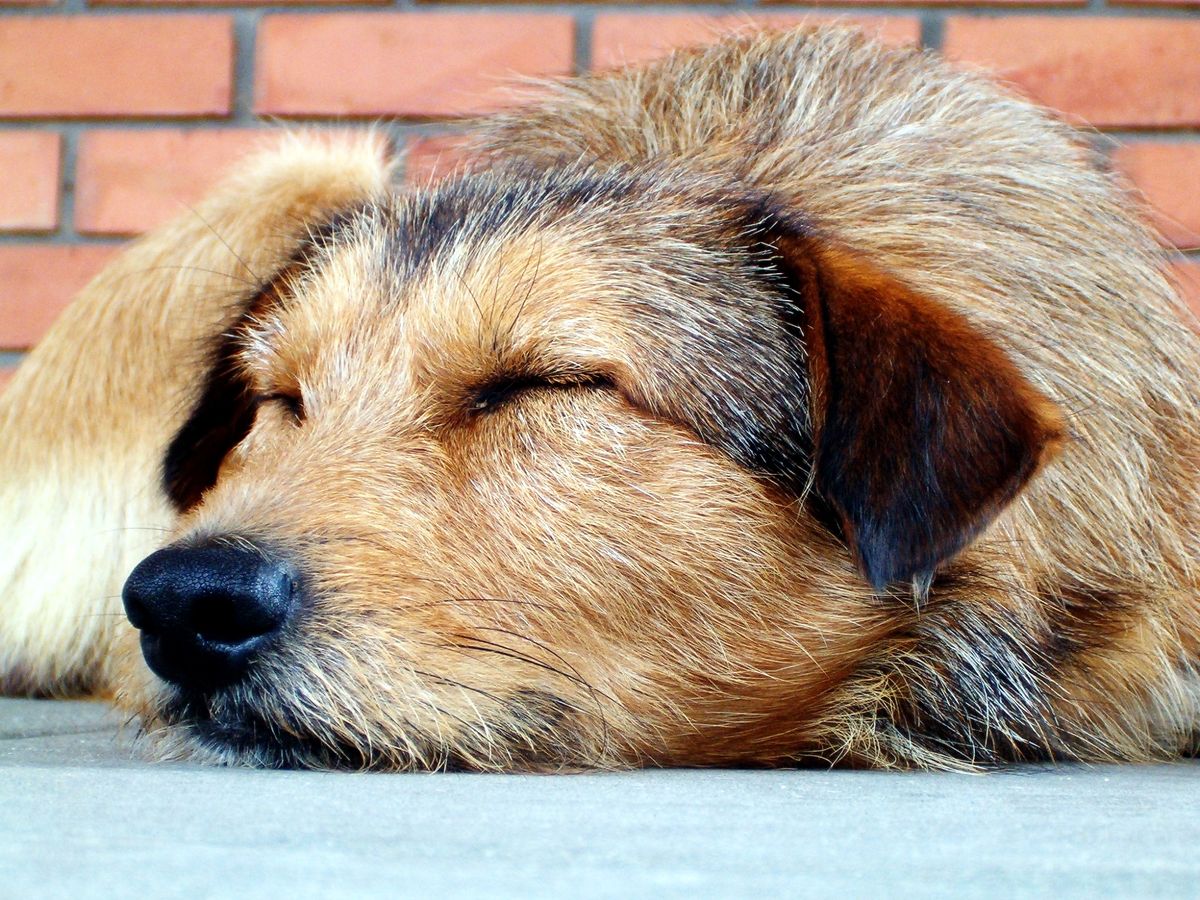 Sleeping Dog Photos, Download The BEST Free Sleeping Dog Stock Photos ...