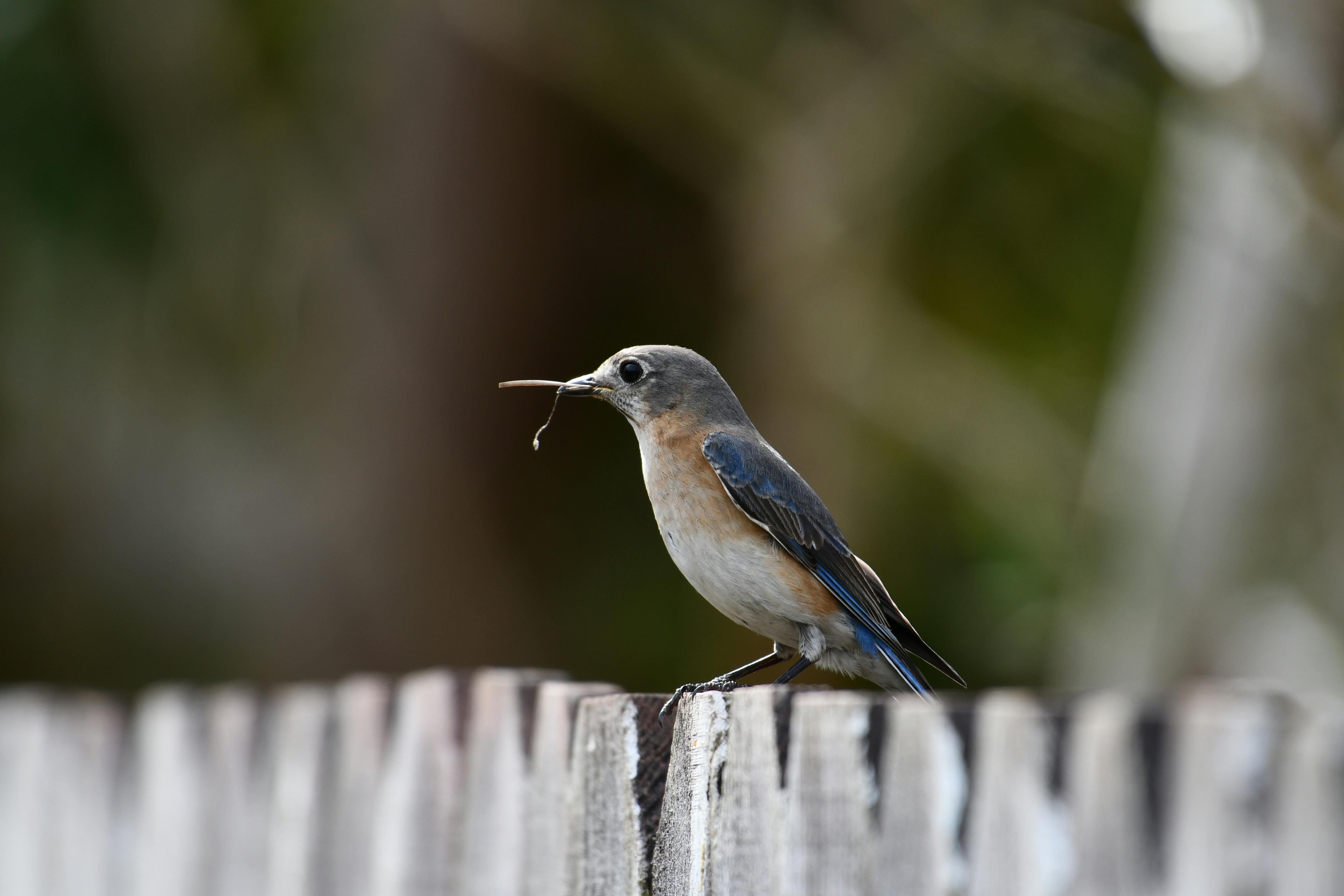 Photo of Eastern Bluebirds Fighting · Free Stock Photo