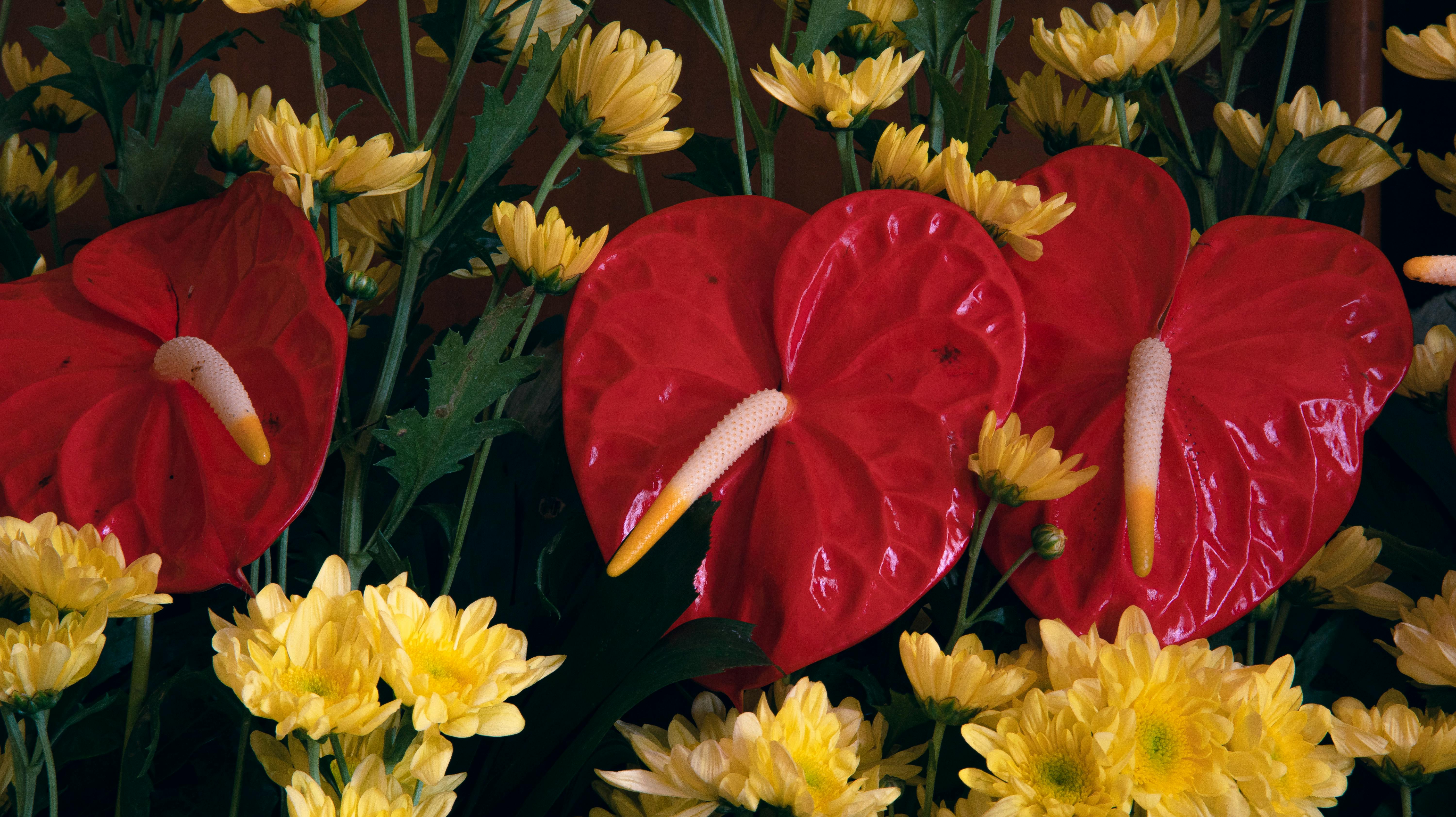 Anthurium Color Guide: Find the Perfect Shade for Your Space