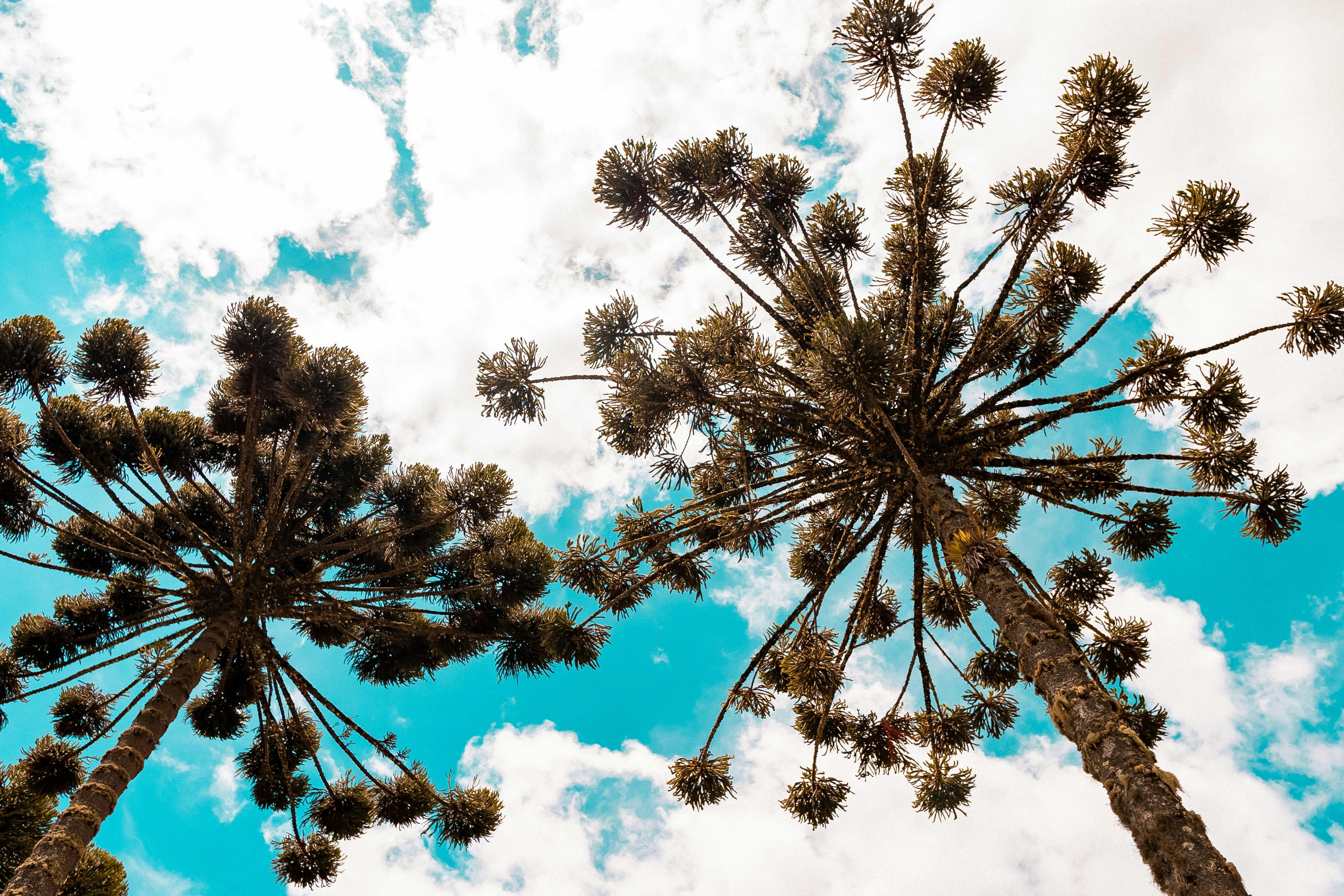 Tall giant araucaria tree under shiny cloudy sky · Free Stock Photo