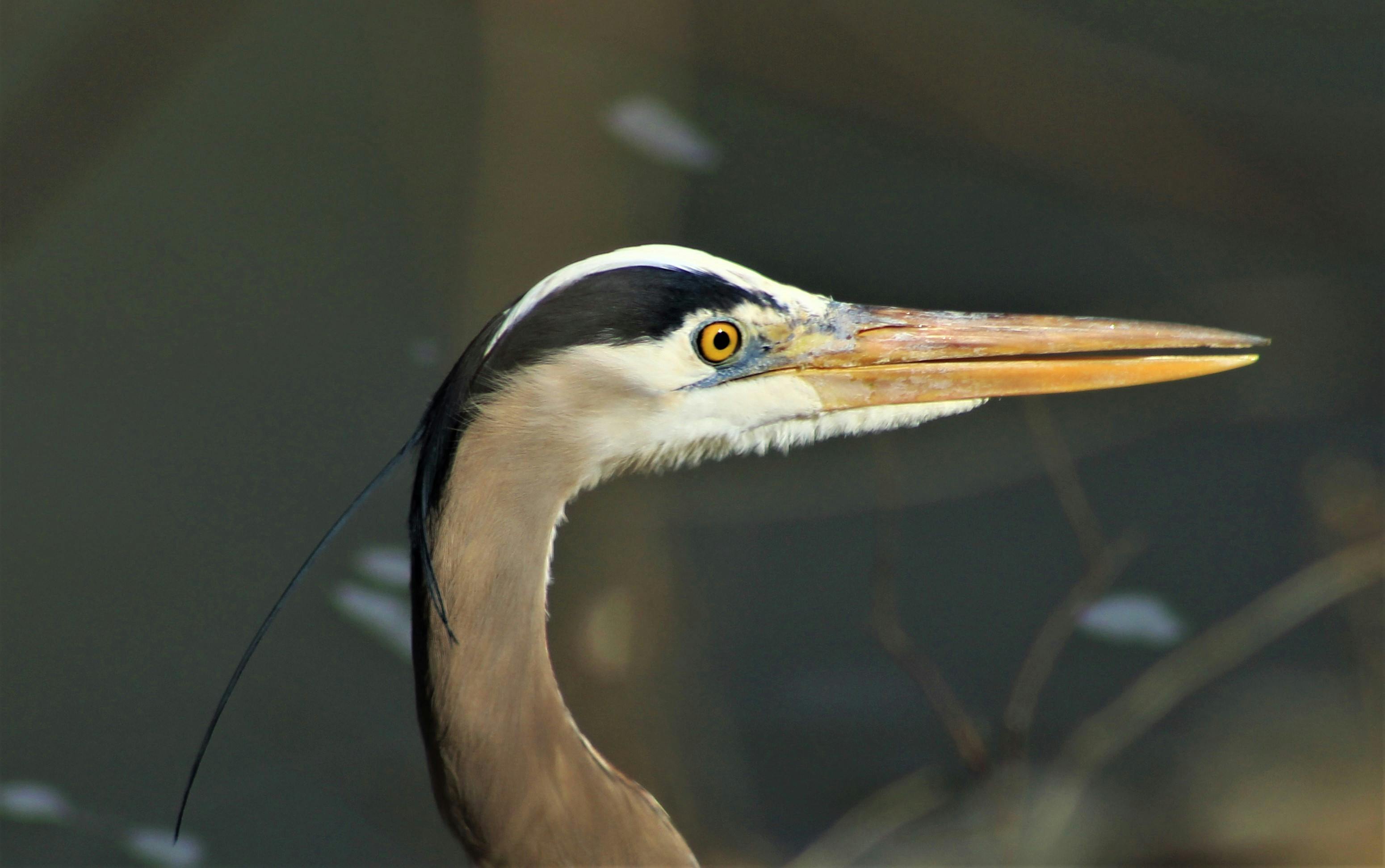 Close-Up Shot of a Crane Bird · Free Stock Photo