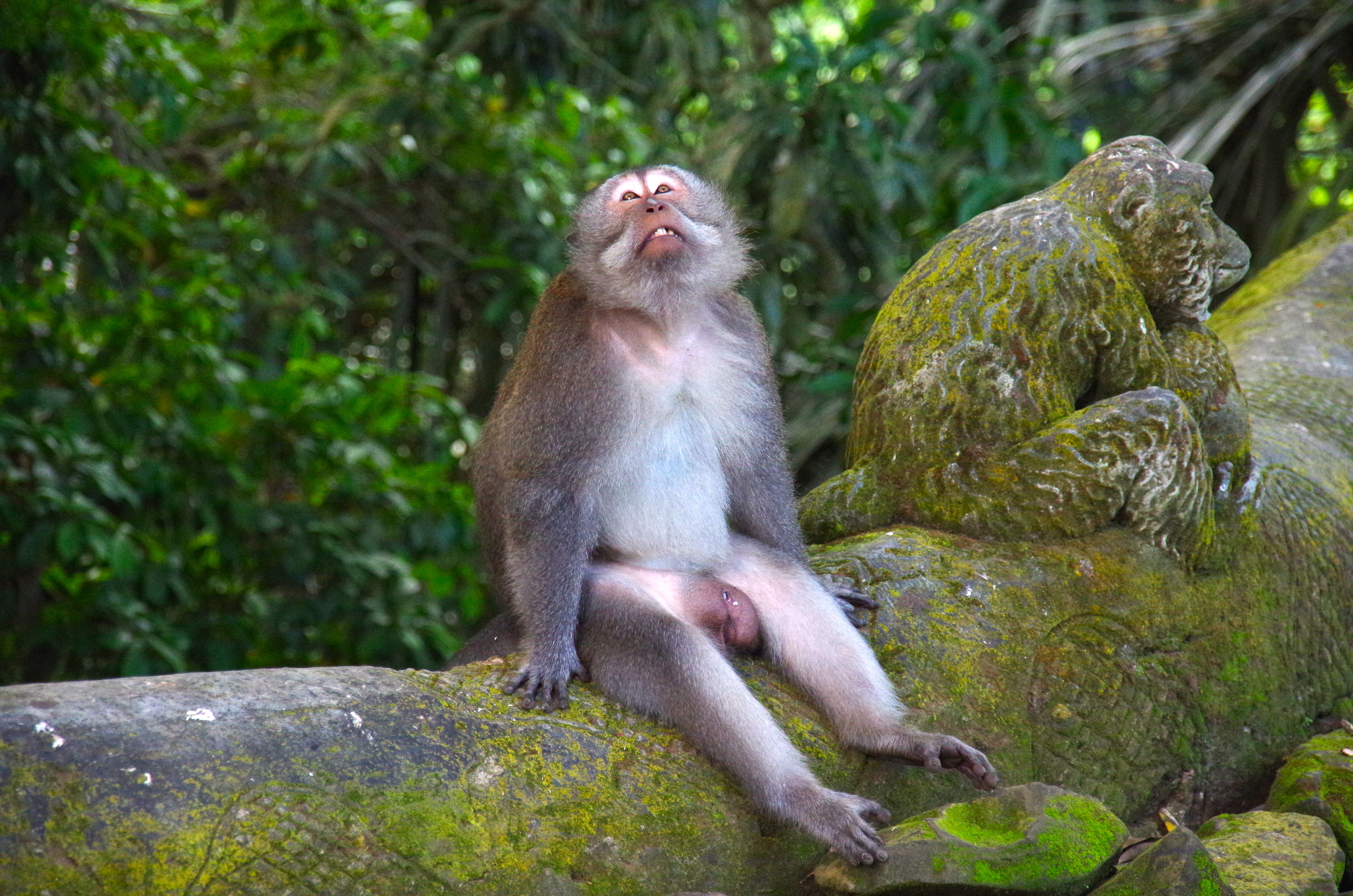 A Monkey Sitting and Looking Up · Free Stock Photo