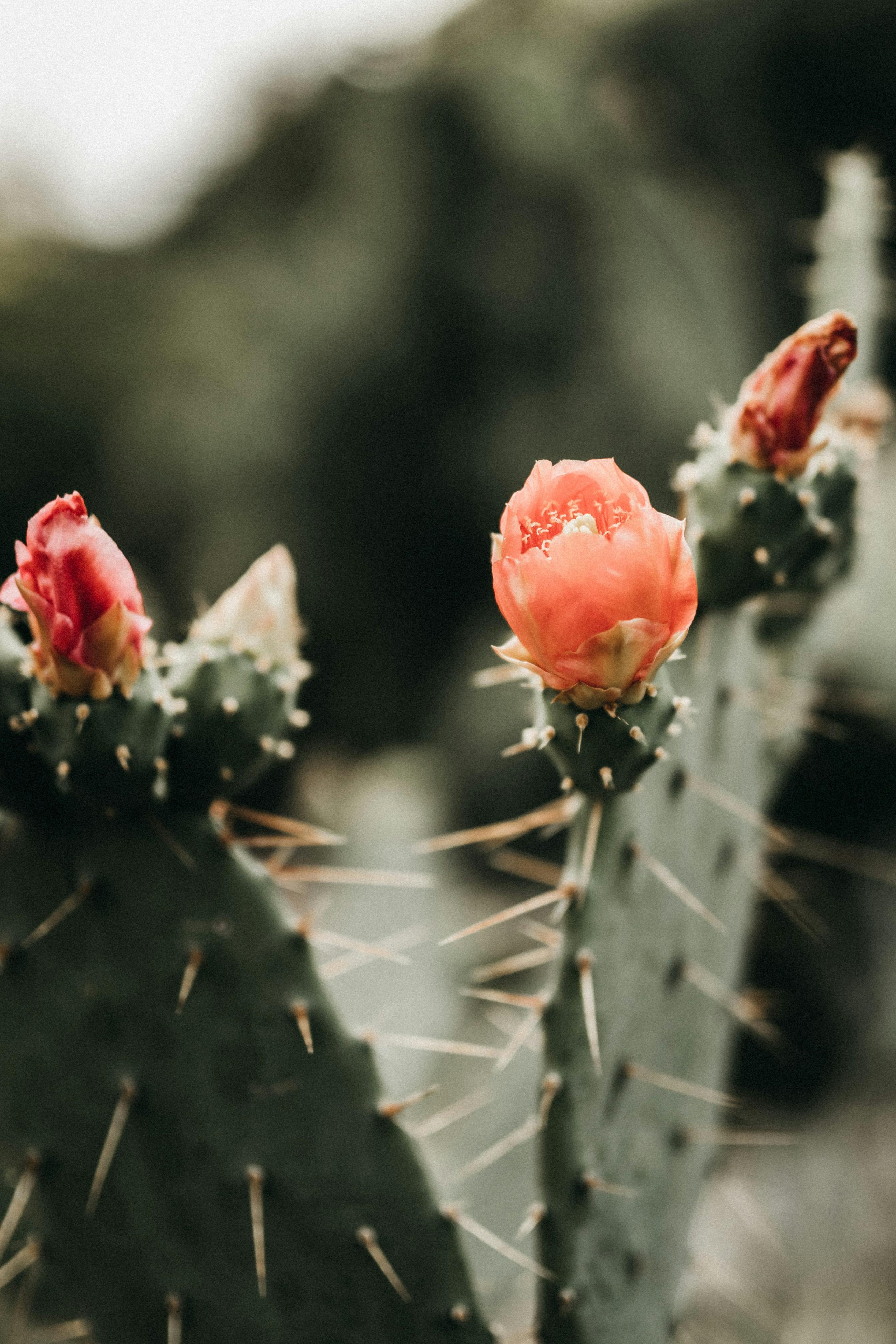 Spiky cactus growing in sunny exotic park · Free Stock Photo