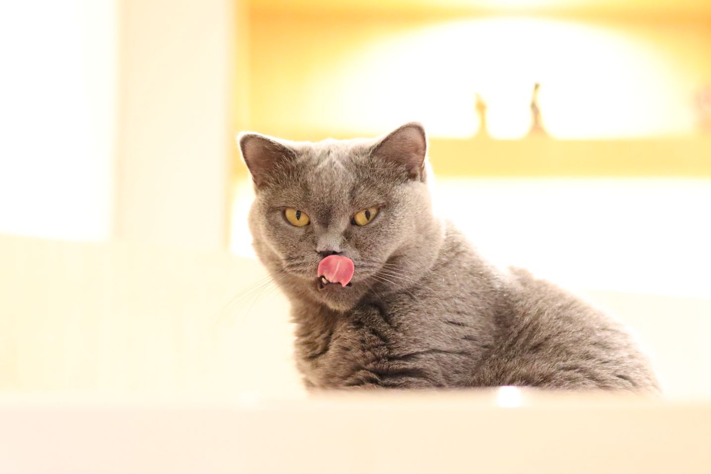 Cinnamon British Shorthair Cat: Traits, Care Tips, and More
