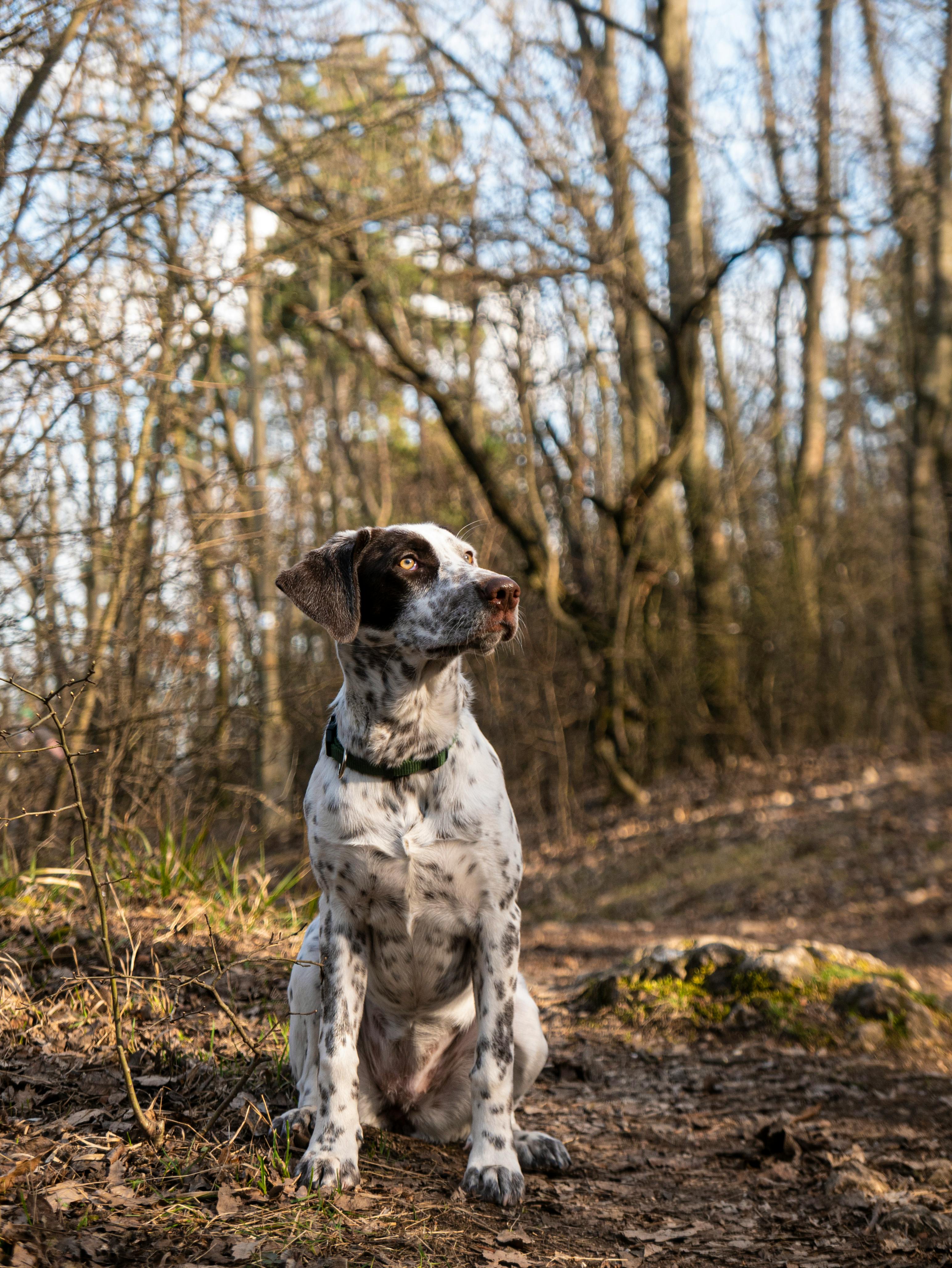 English Pointer Photos, Download The BEST Free English Pointer Stock ...