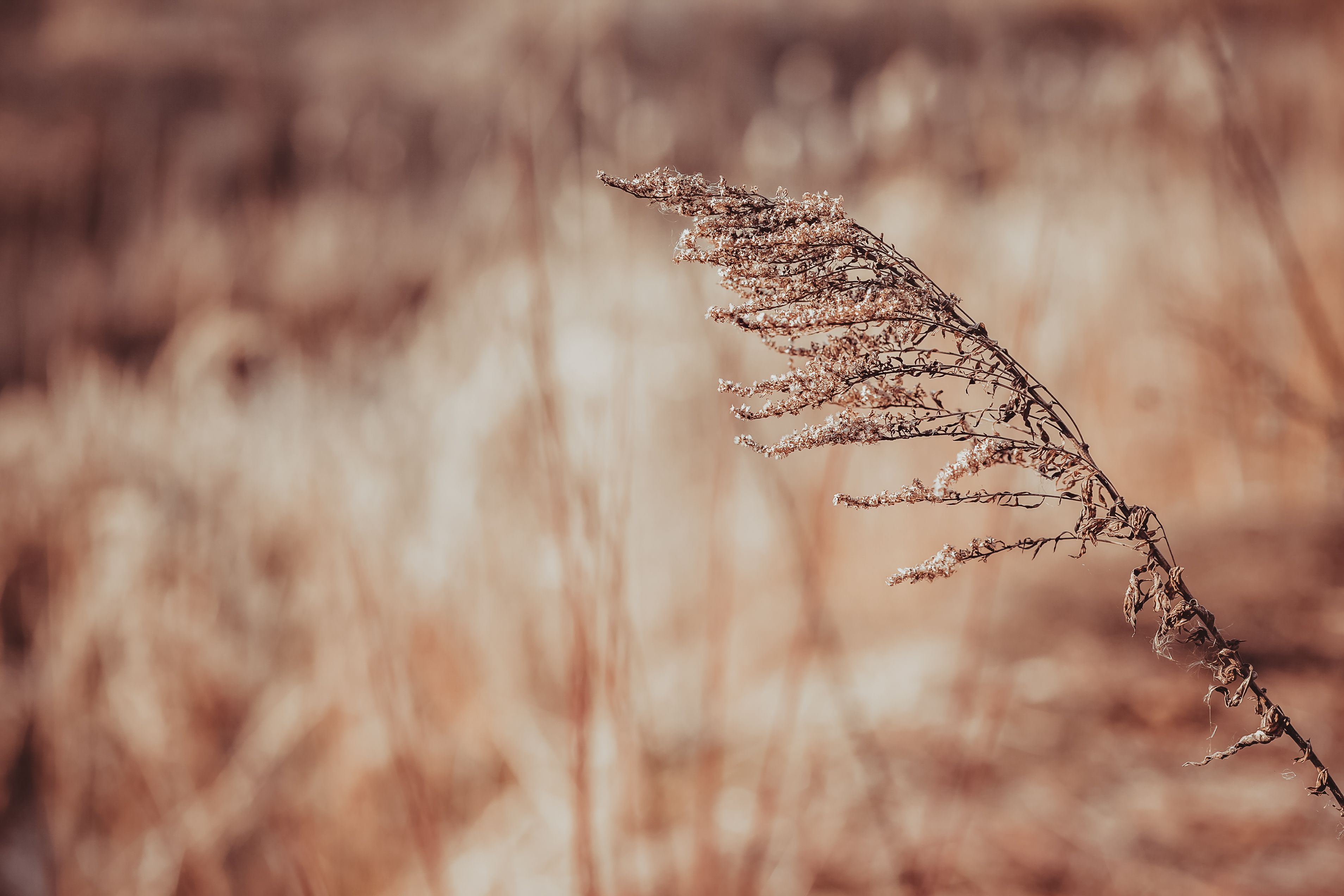 Beige Aesthetic Landscape Background Photos, Download The BEST Free ...