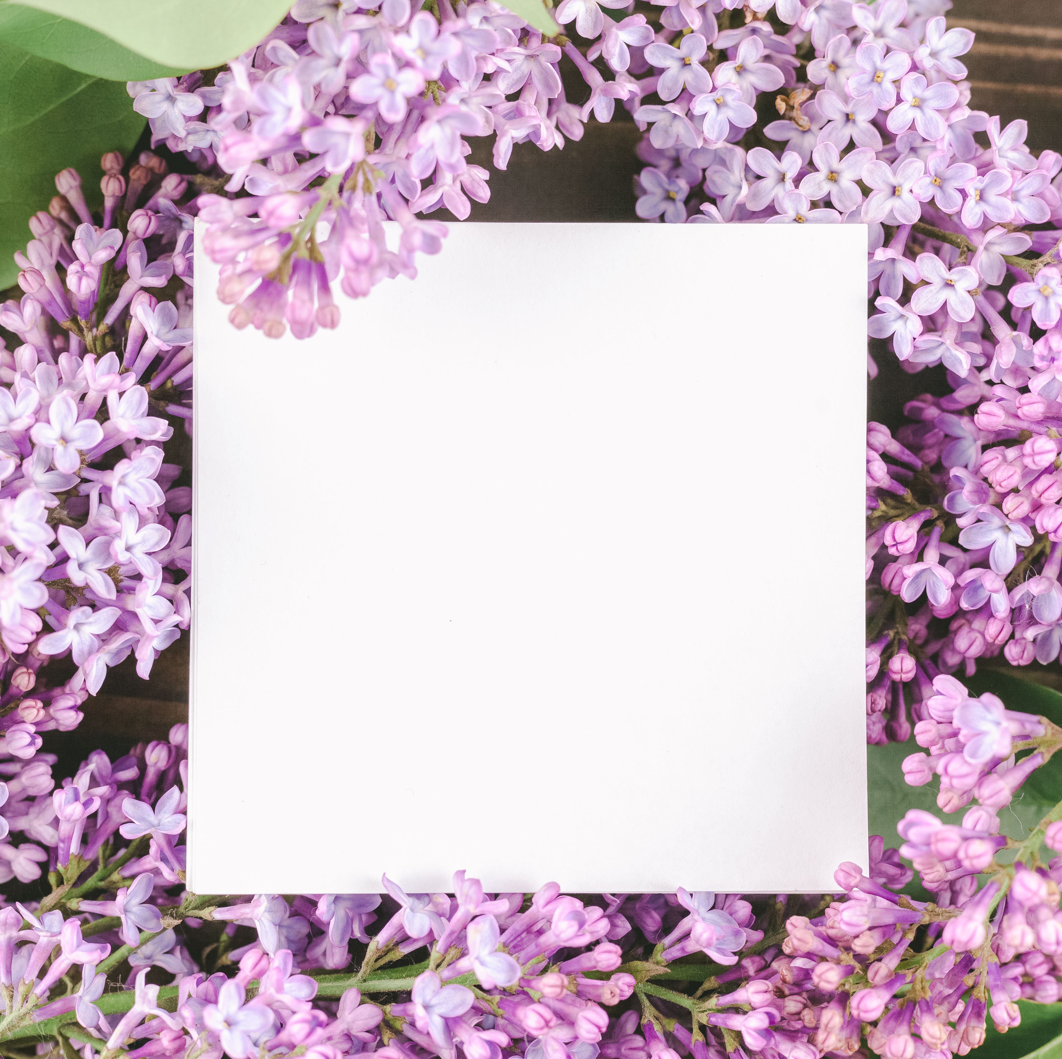 Square Lilac Photos, Download The BEST Free Square Lilac Stock Photos ...