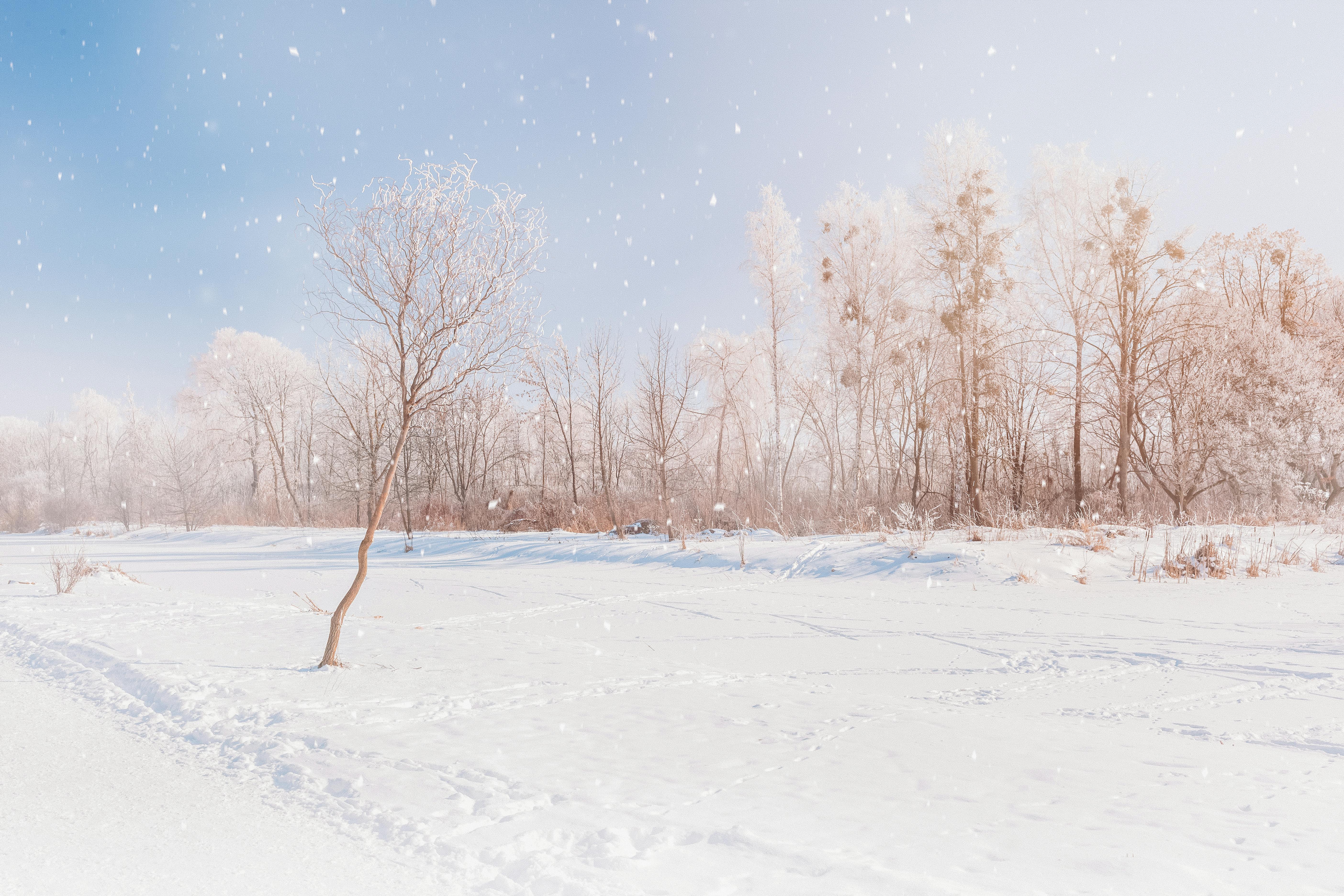 Snowy forest under cloudless blue sky in wintertime · Free Stock Photo