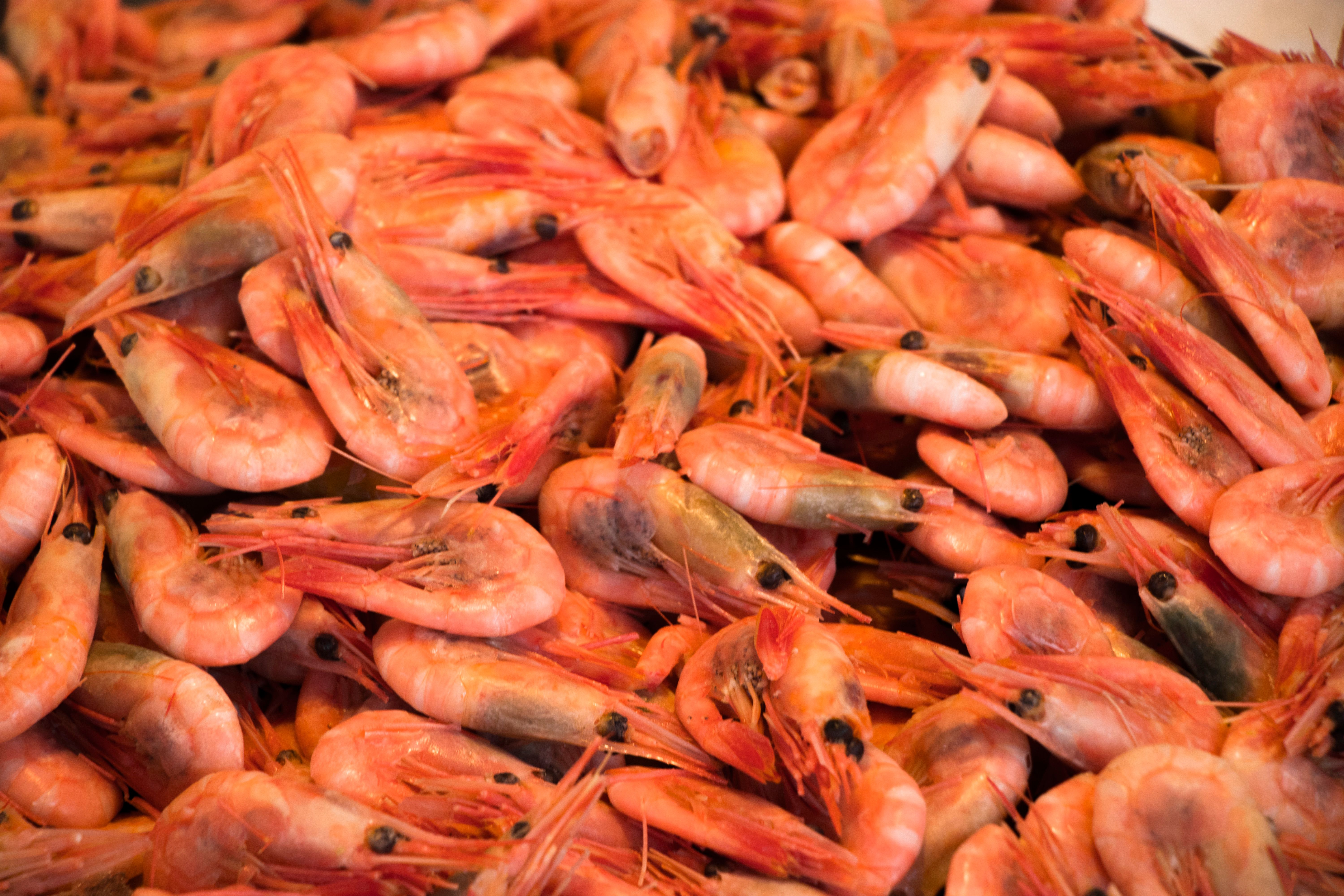 Free stock photo of food, norway, shrimp