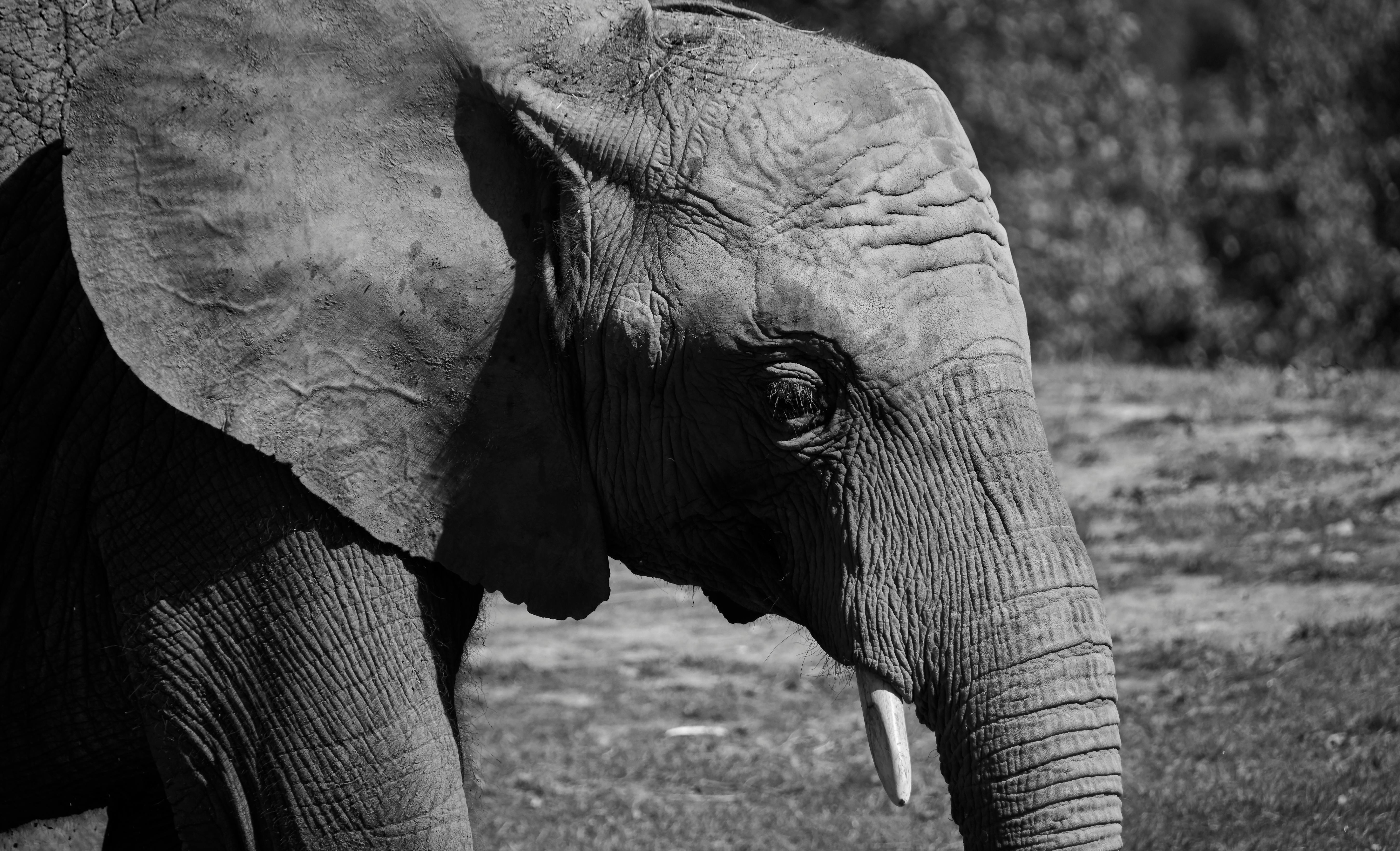 Gray Elephant · Free Stock Photo