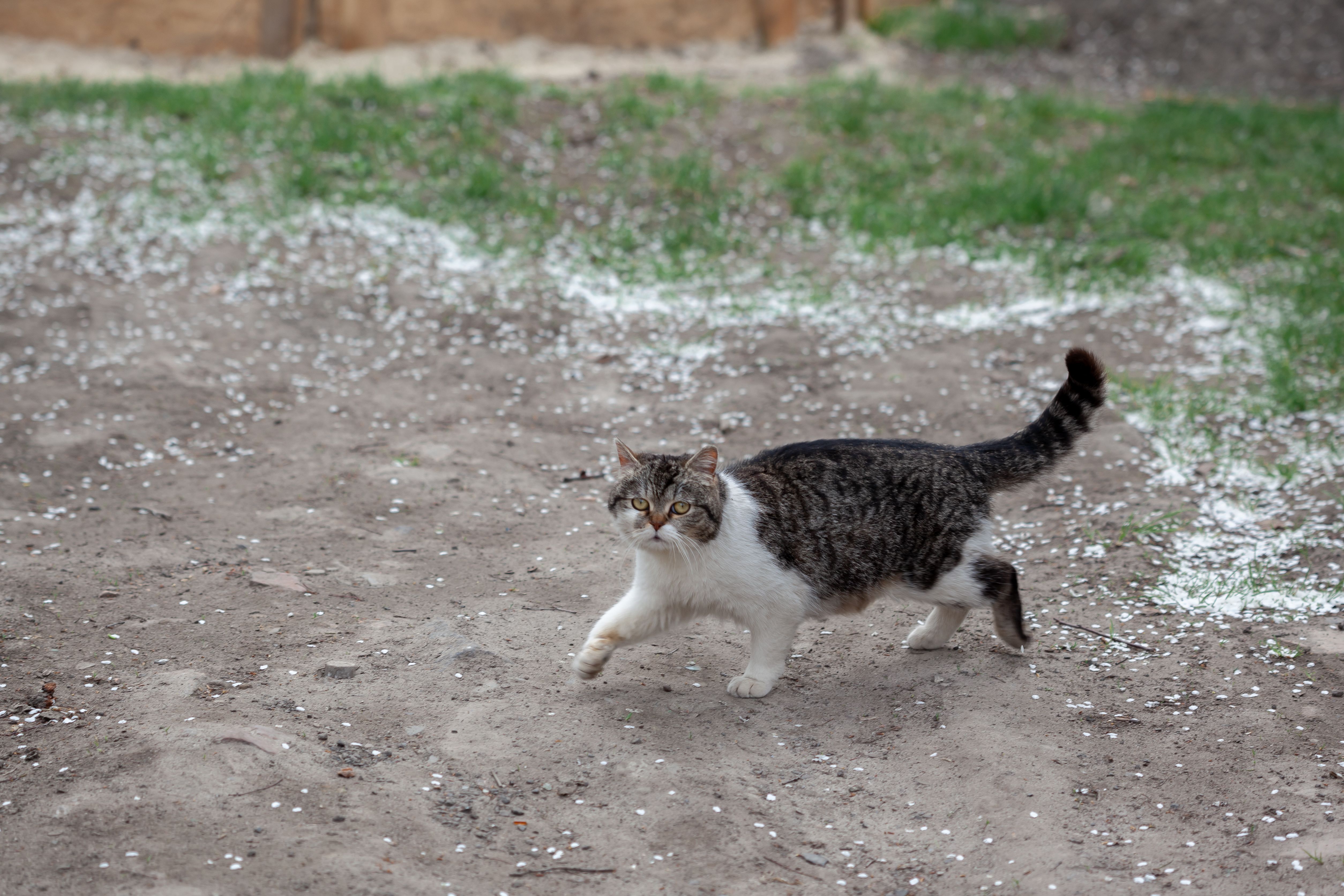 Cute cat walking on rural path in countryside · Free Stock Photo