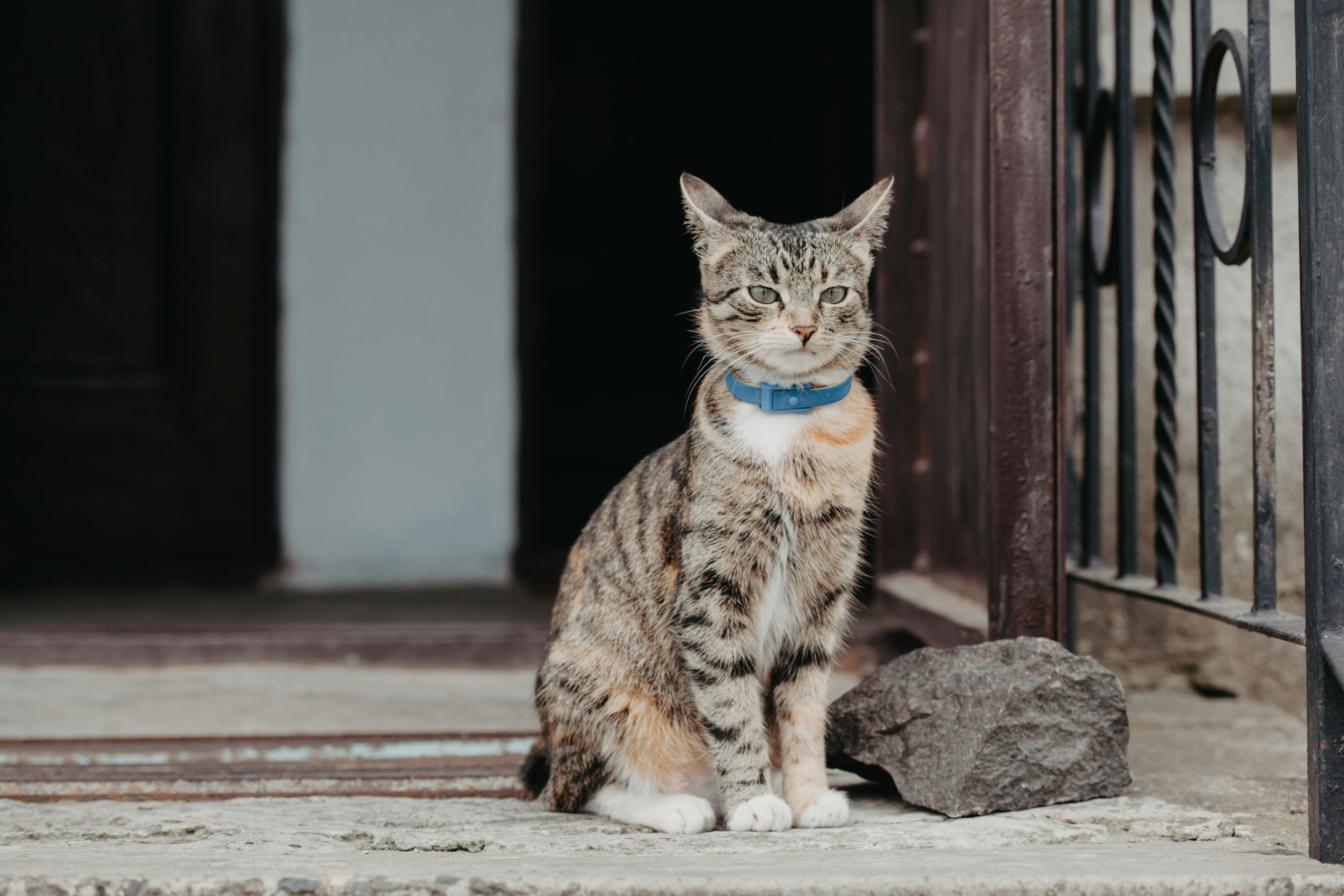 Cats Collar Photos, Download The BEST Free Cats Collar Stock Photos ...