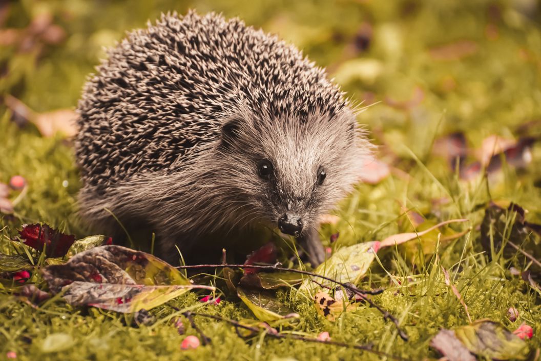 Domesticated Hedgehog Care and Ownership Guide for Beginners