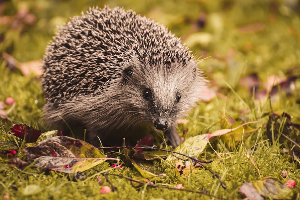Domesticated Hedgehog Lifespan: What You Need to Know