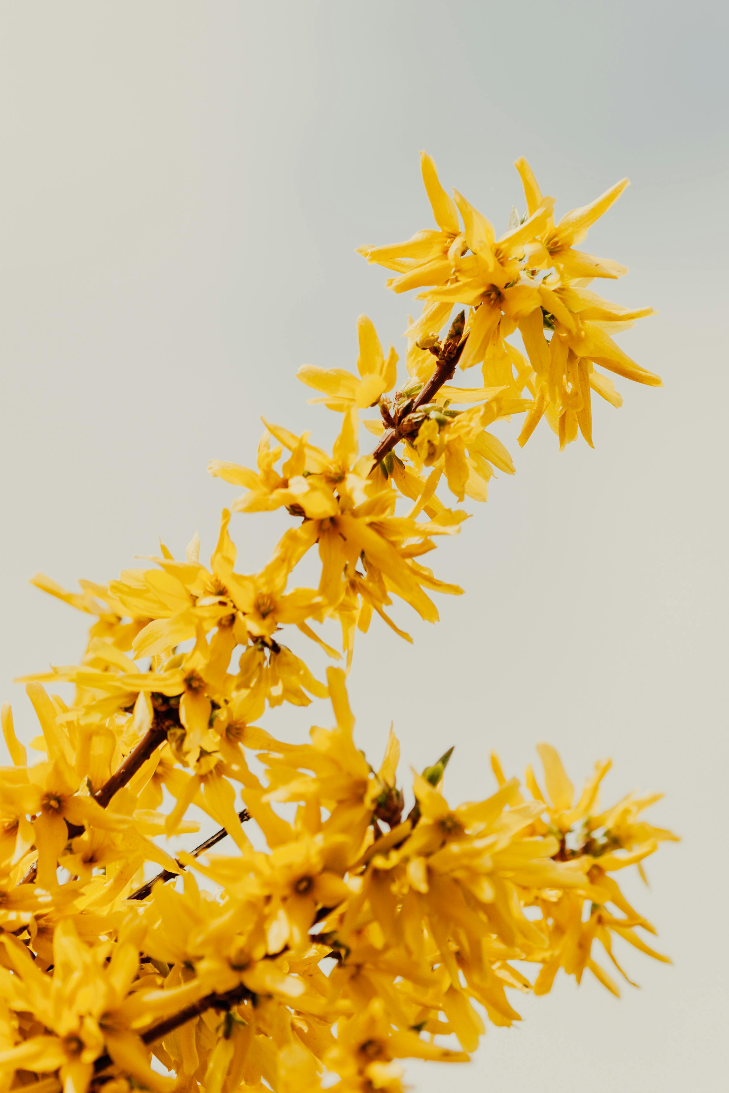 Macro Photography of Yellow Flowering Tree · Free Stock Photo