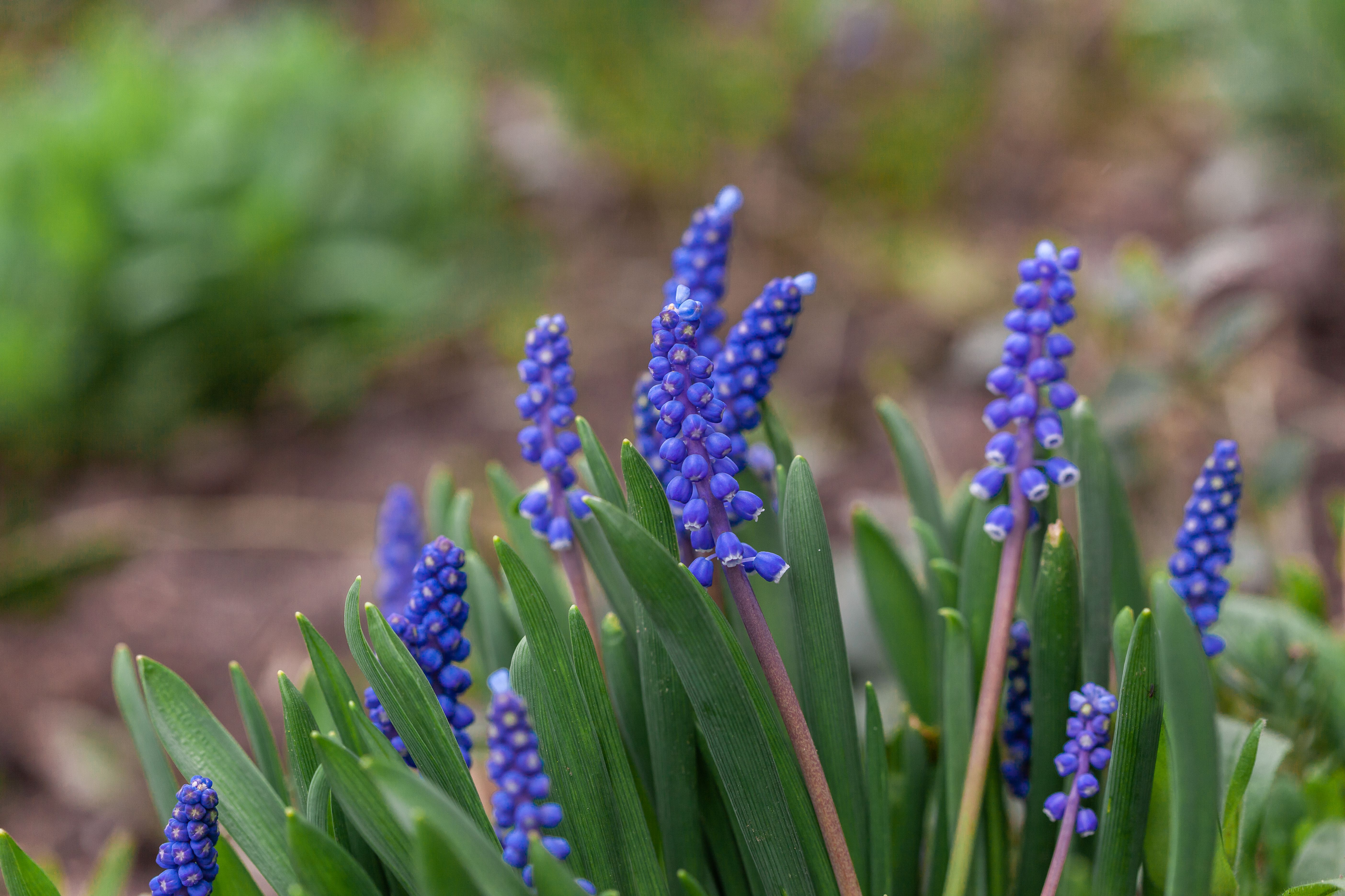 Purple Flower Buds in Close-Up Photography · Free Stock Photo
