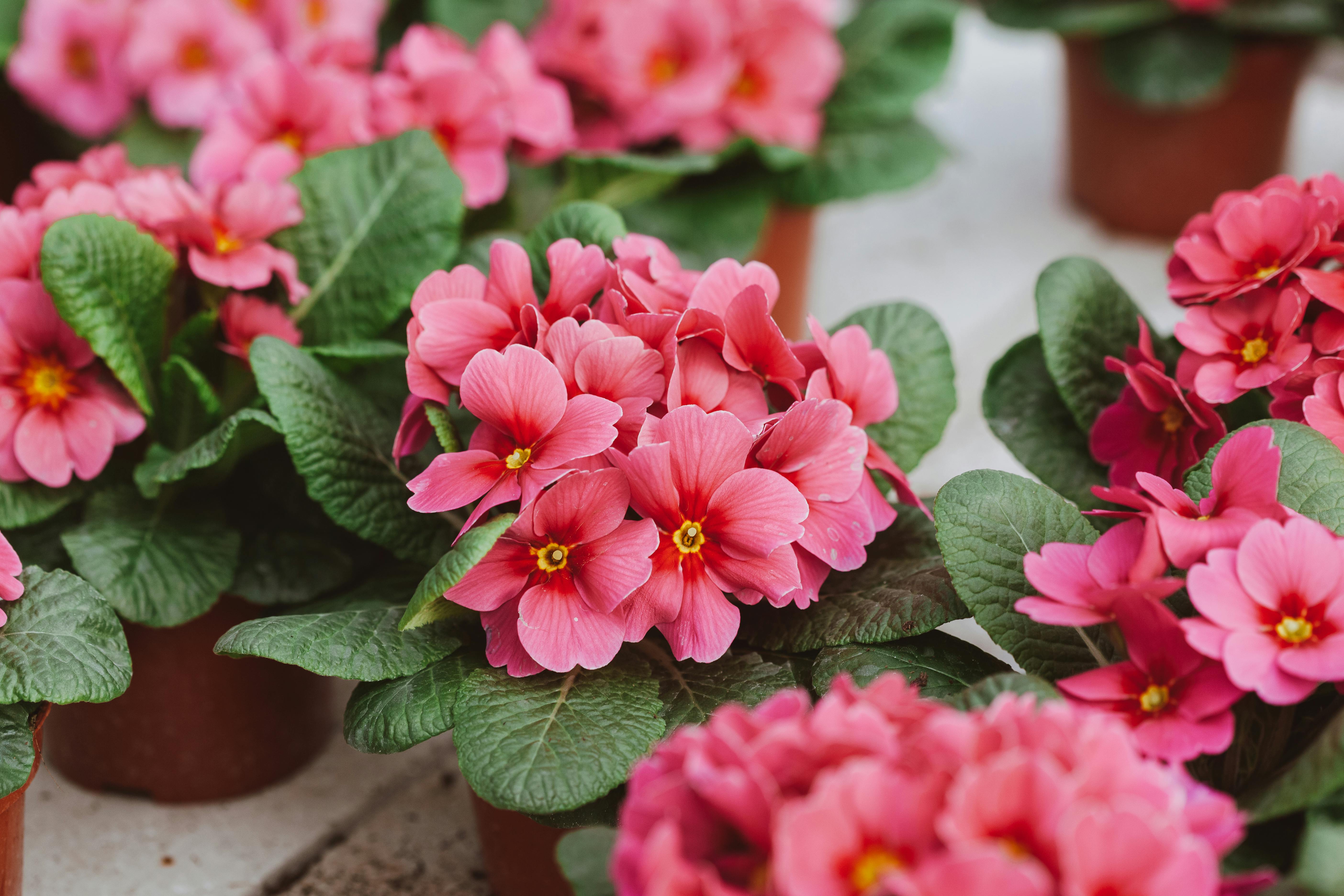 Pink Flowers in Pots · Free Stock Photo