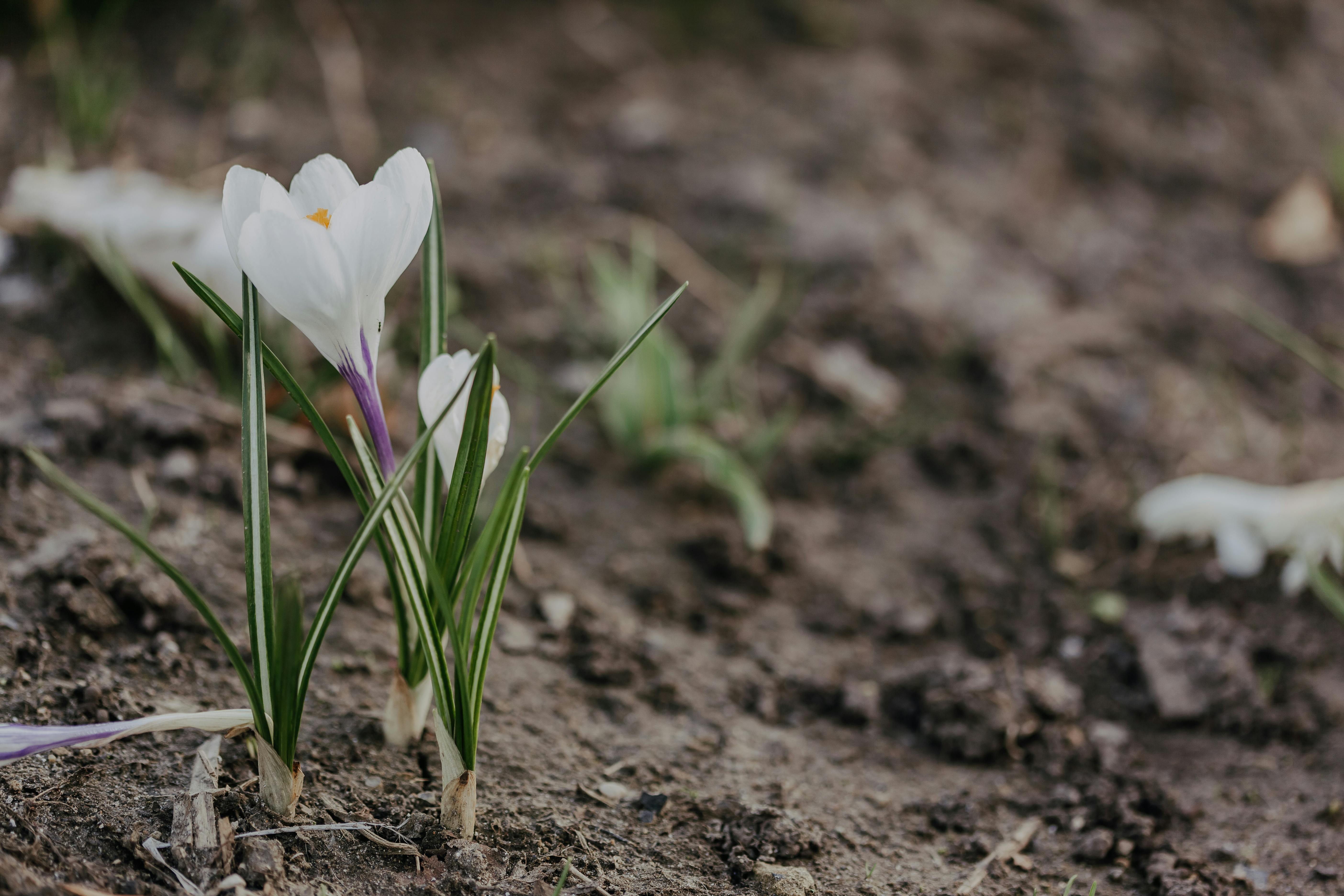 White crocuses growing on soil · Free Stock Photo