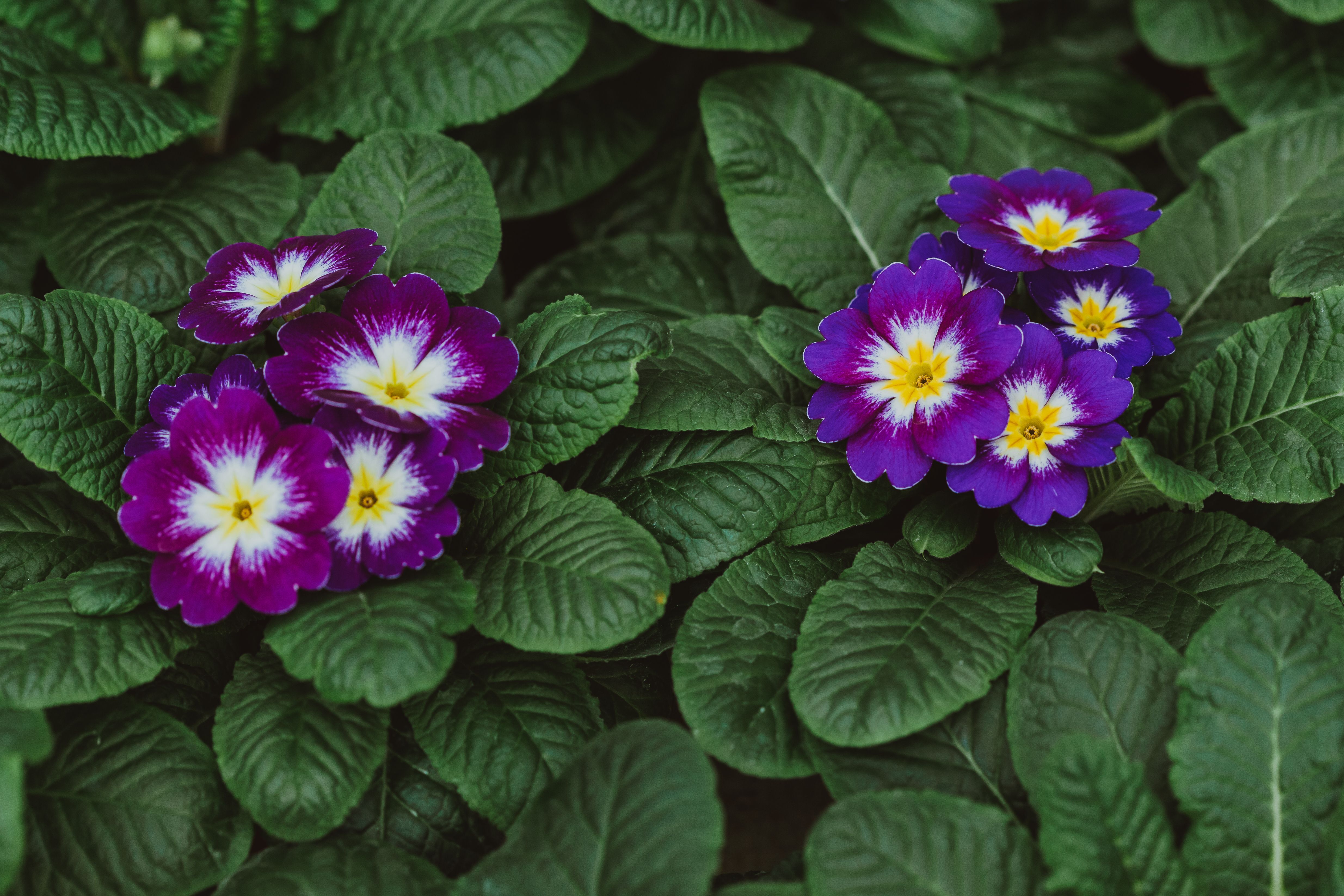 Violet And Primrose Photos, Download The BEST Free Violet And Primrose ...