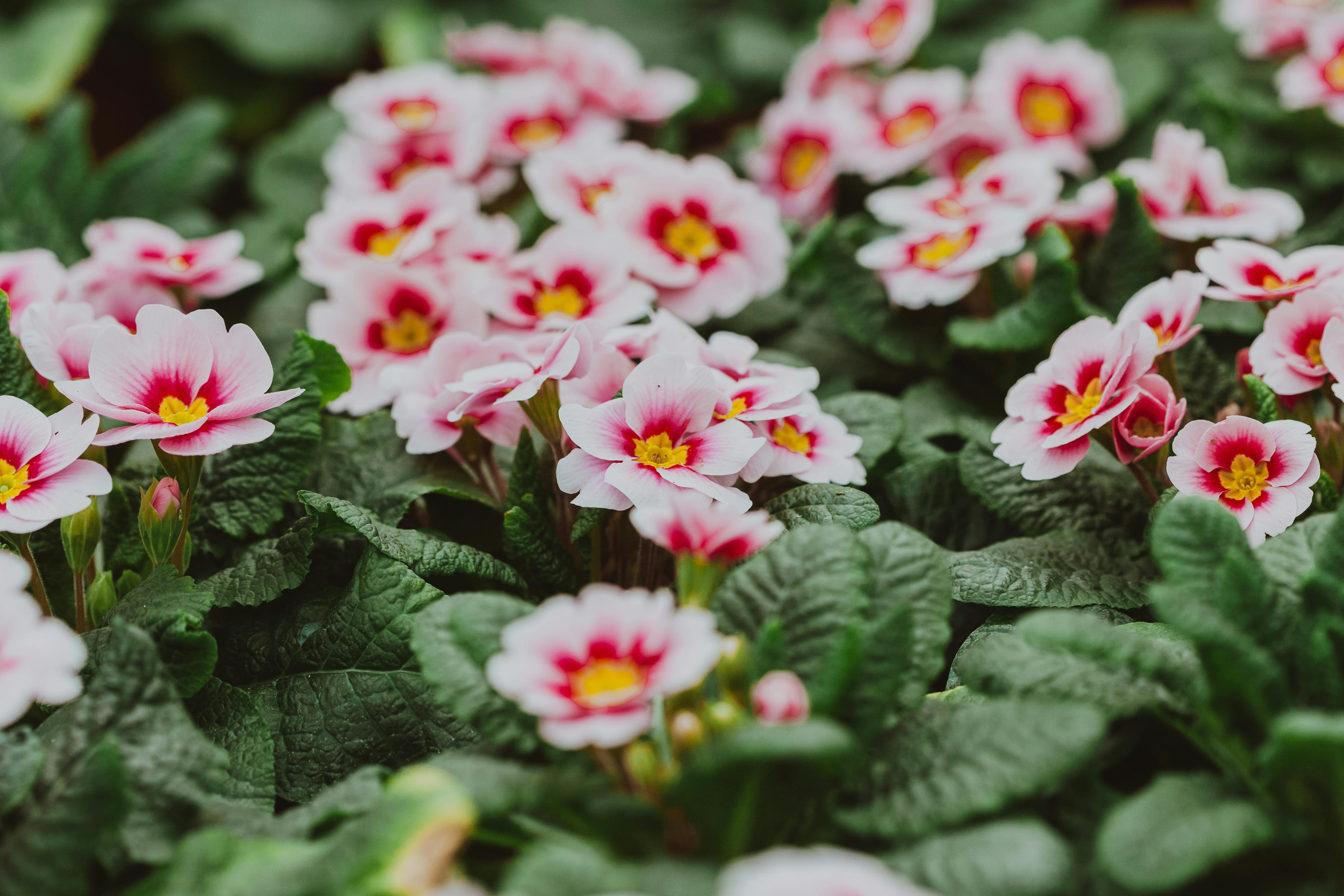Gentle flowers of Primula vulgaris in green leaves · Free Stock Photo