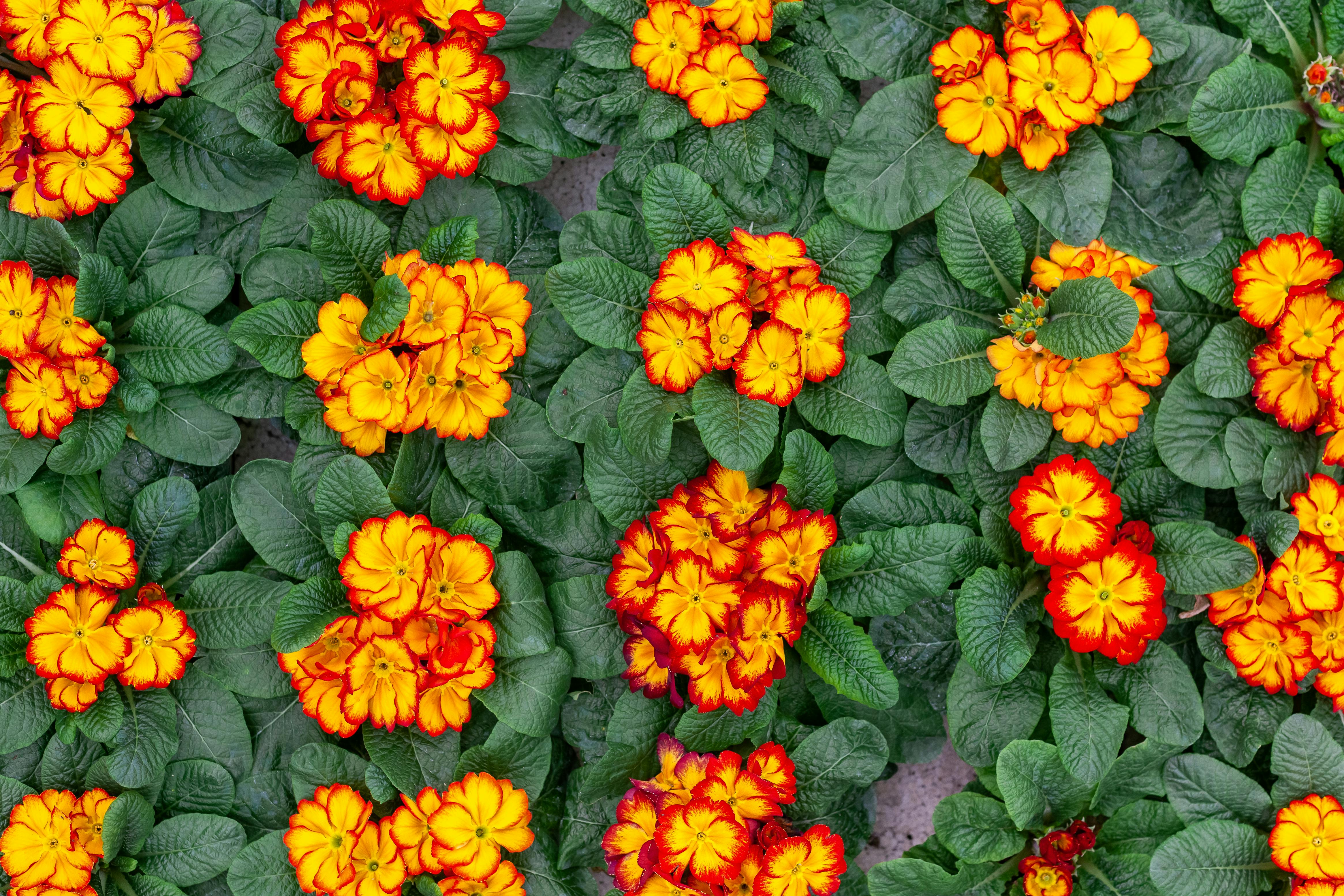 Colorful Flowers in Nature · Free Stock Photo