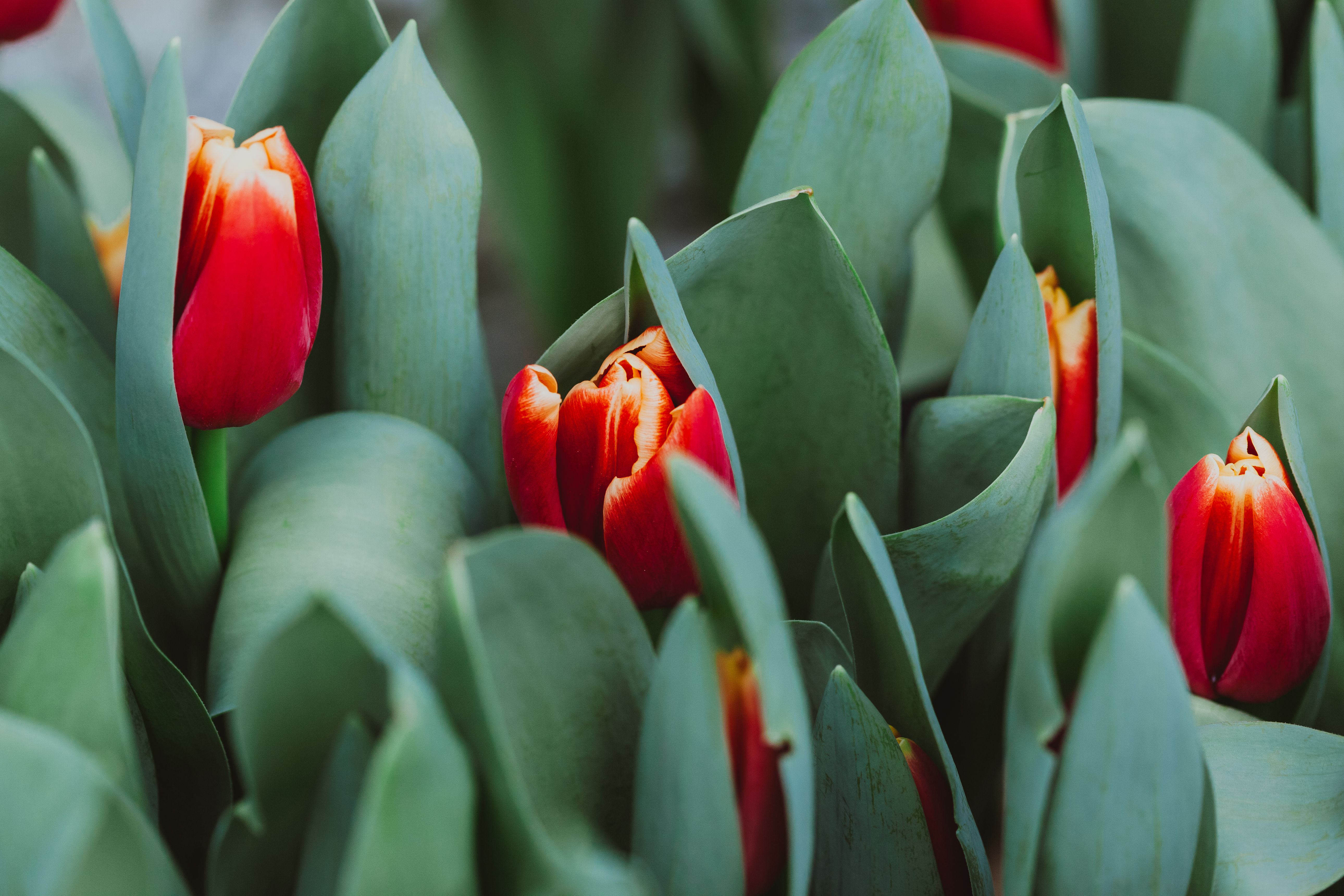 Bright blooming yellow tulips in summer field · Free Stock Photo