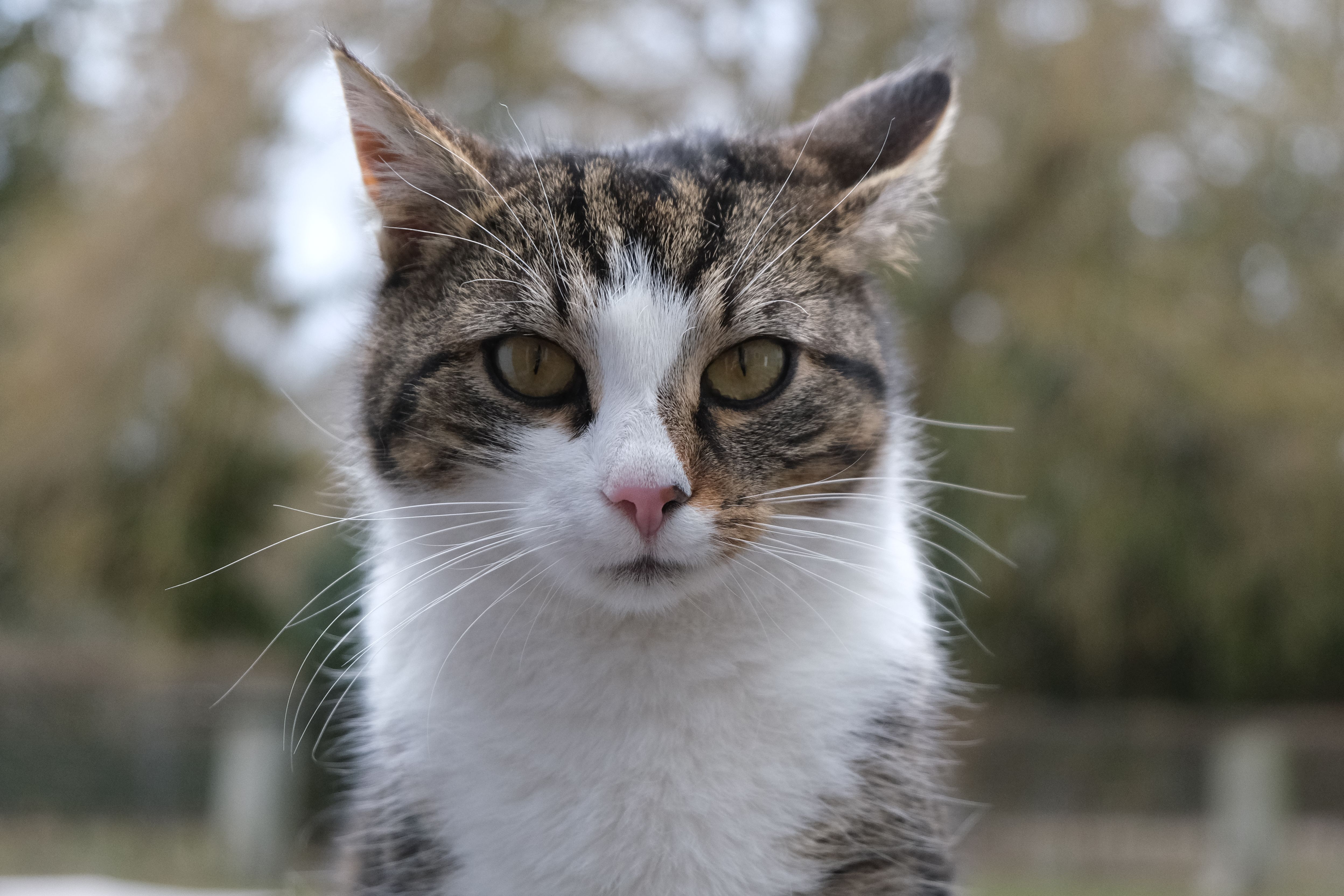 Black and White Tabby Cat Leaning on Brown Wooden Surface Beside Sea ...