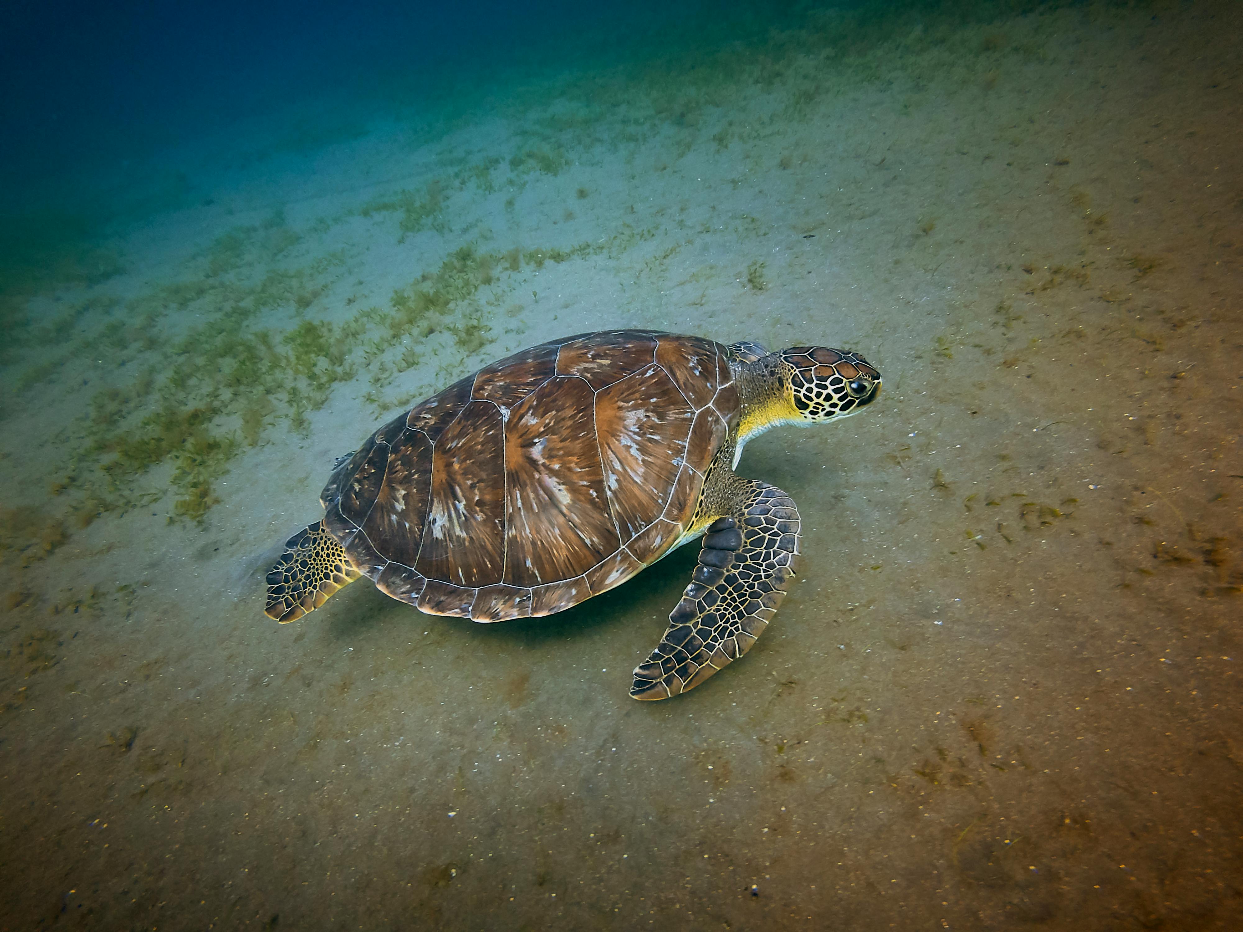 Gray and Green Turtle Swimming on Water · Free Stock Photo