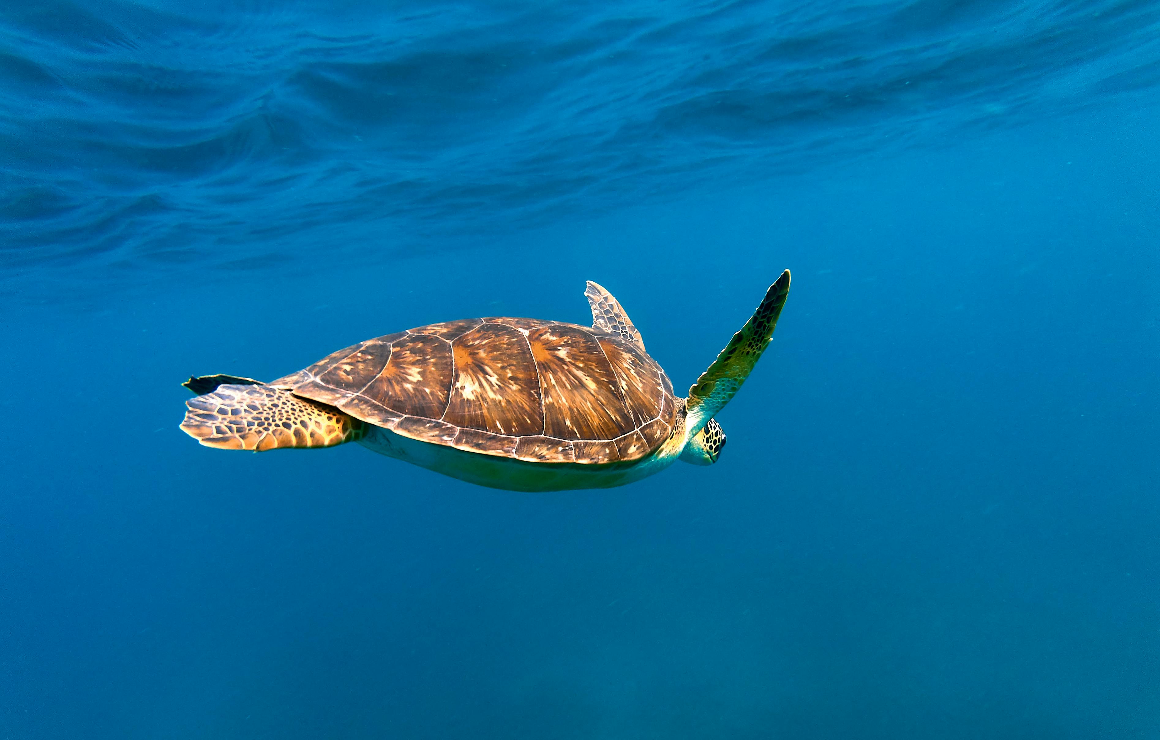 Close-Up Shot of Sea Turtle Swimming Underwater · Free Stock Photo