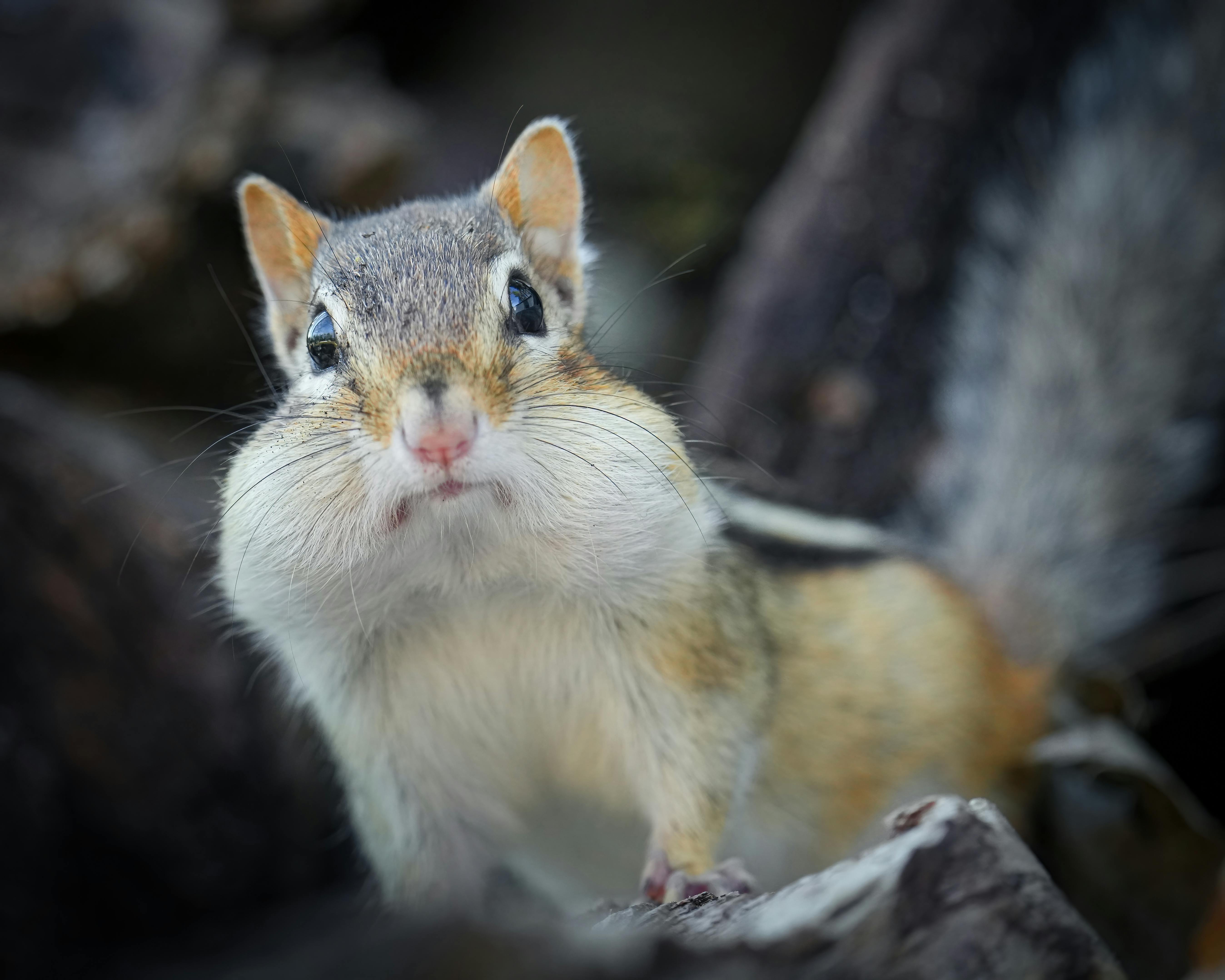 Adorable fluffy chipmunk looking at camera curiously in zoo park · Free ...