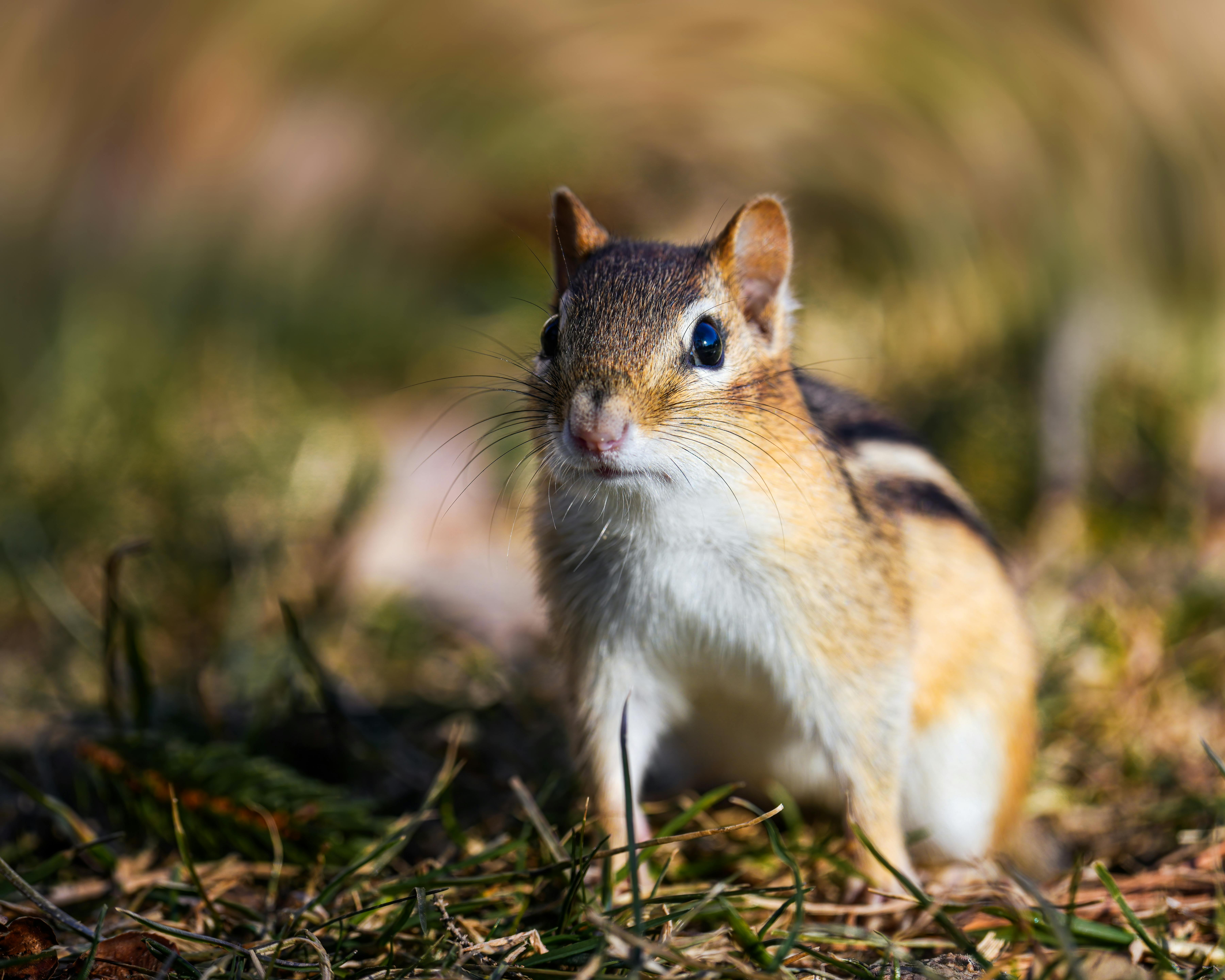 Fluffy eastern chipmunk walking on grassy ground in nature and looking ...