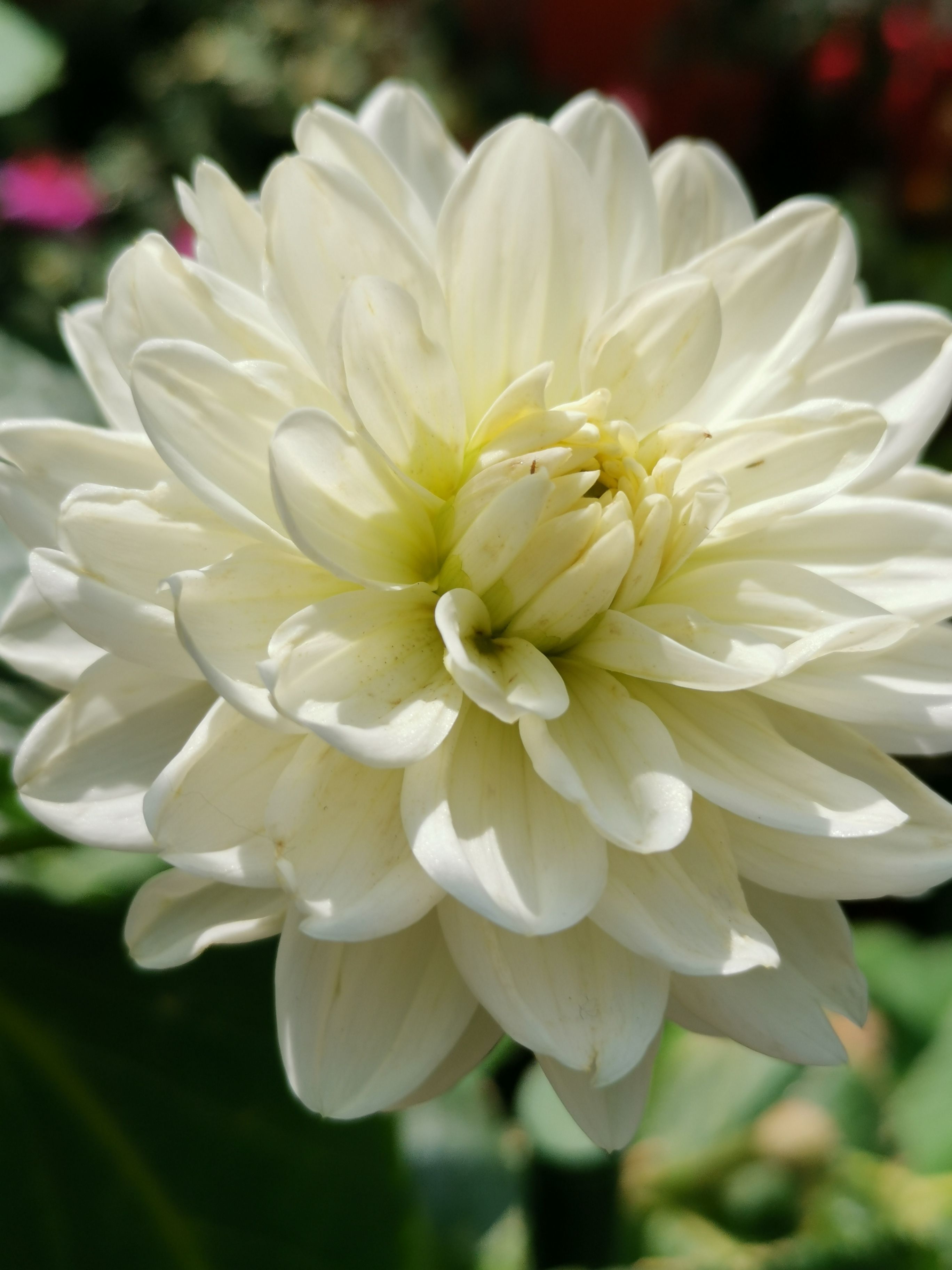 White Flower in Close Up Photography · Free Stock Photo