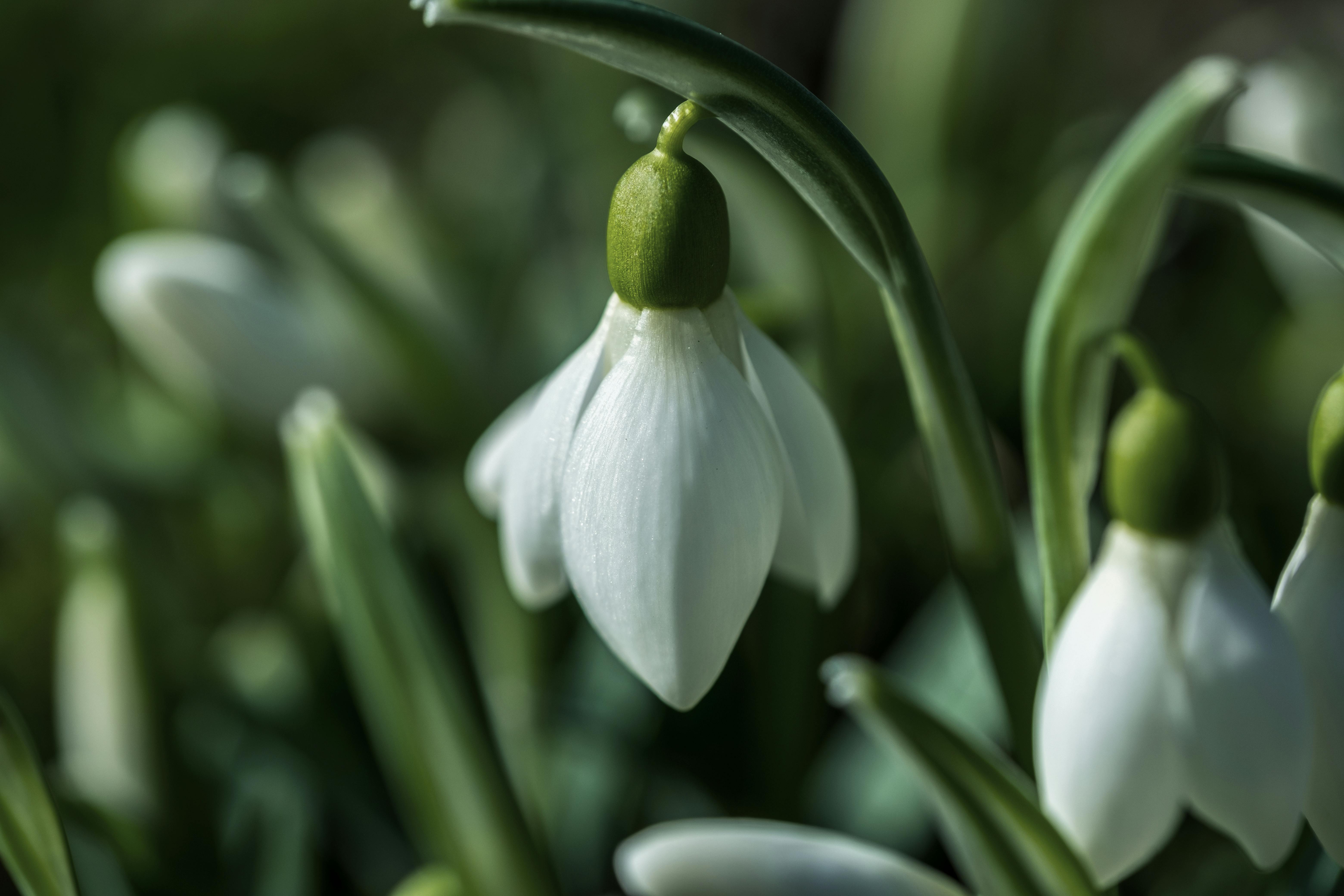 A Close-Up Shot of a Snowdrop Flower · Free Stock Photo
