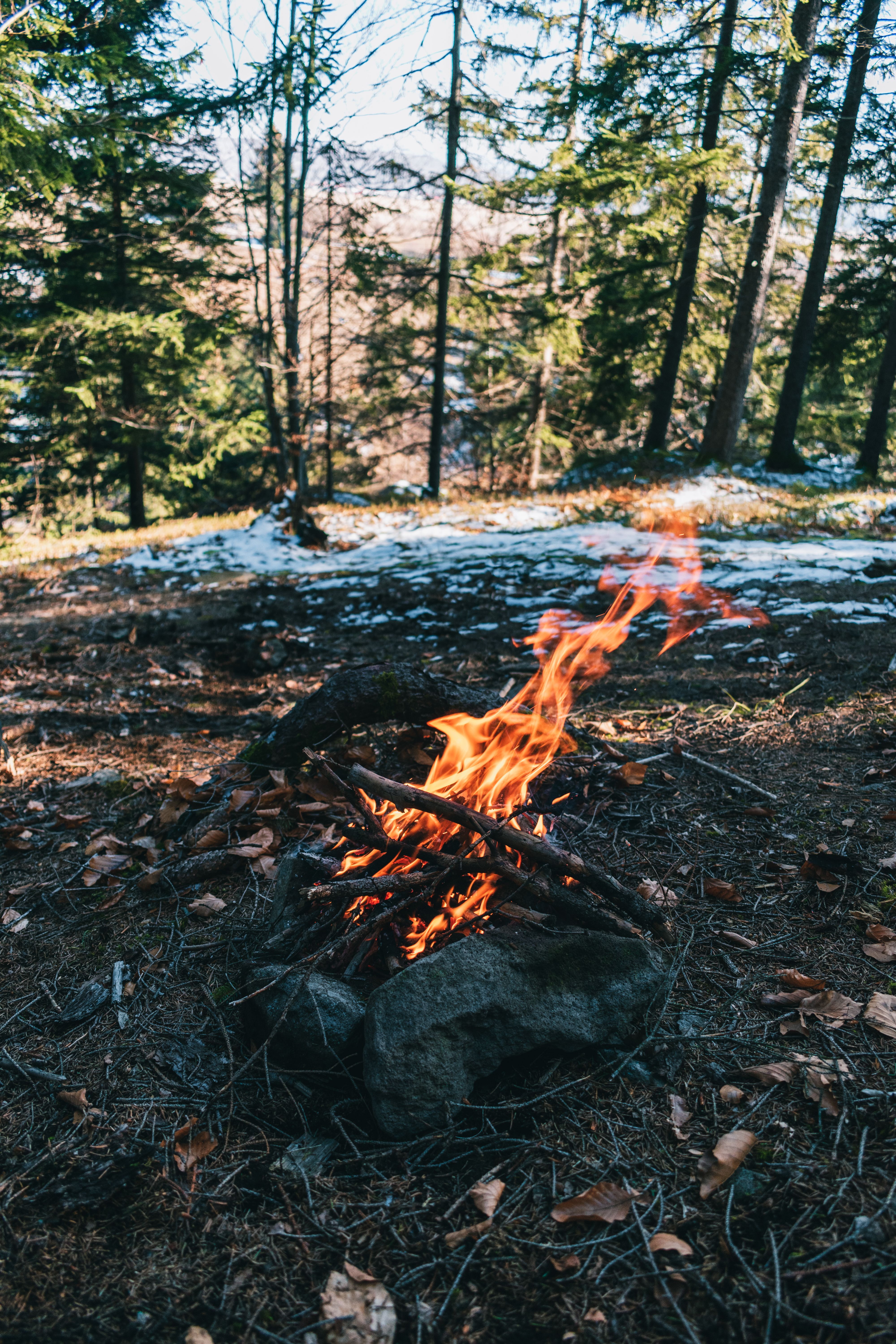 Campfire in the Forest · Free Stock Photo