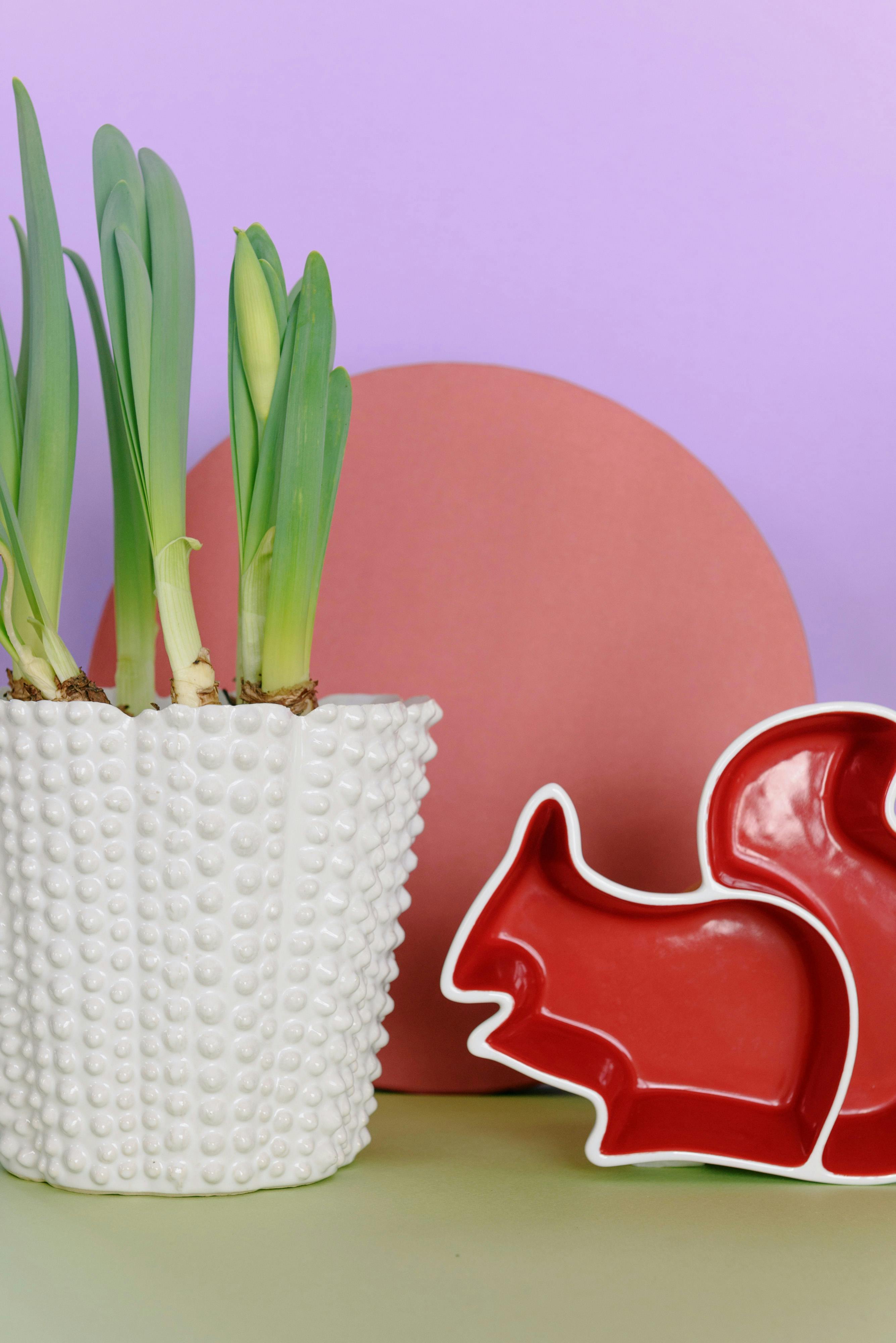 White Mexican Rose · Free Stock Photo