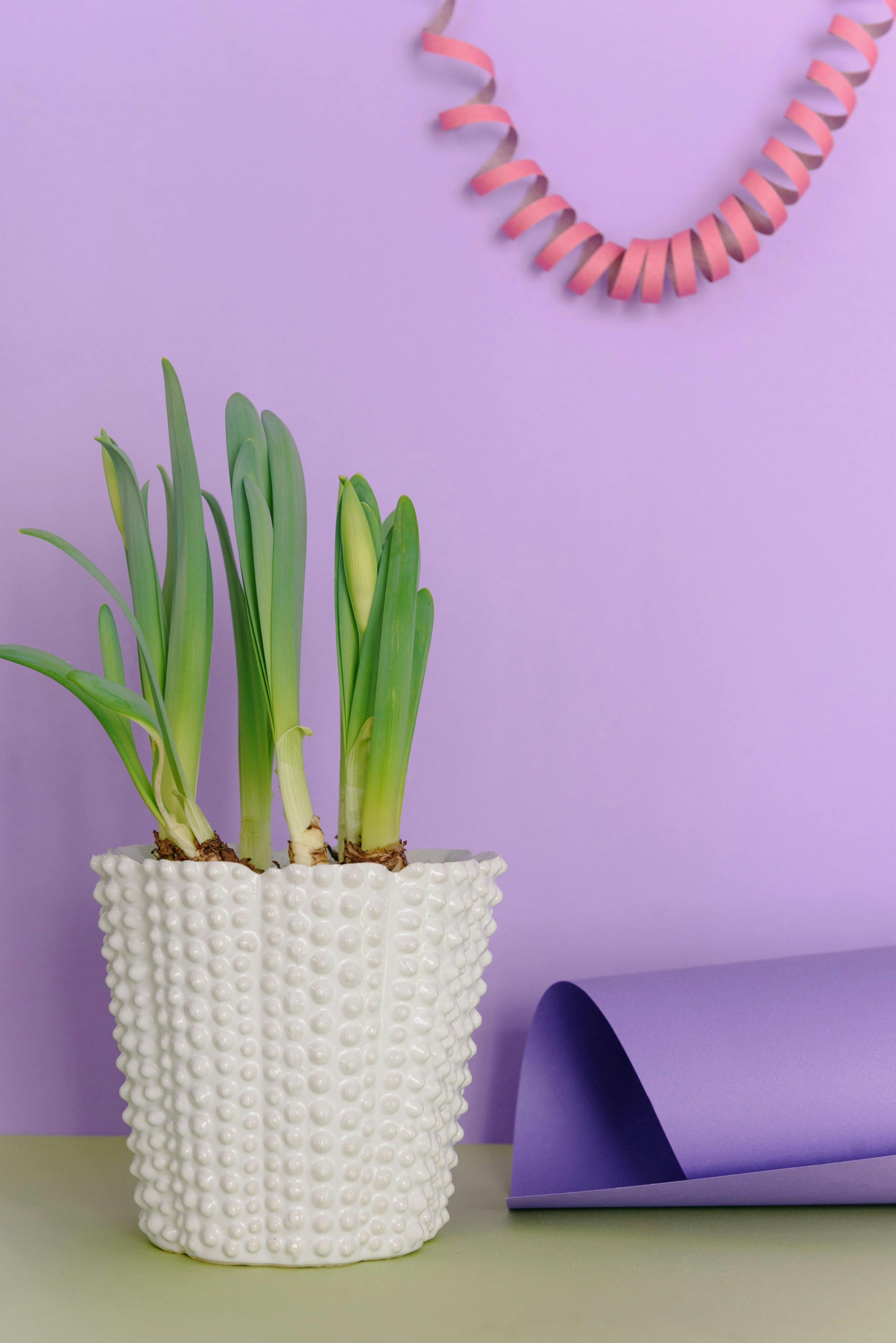 White Mexican Rose · Free Stock Photo