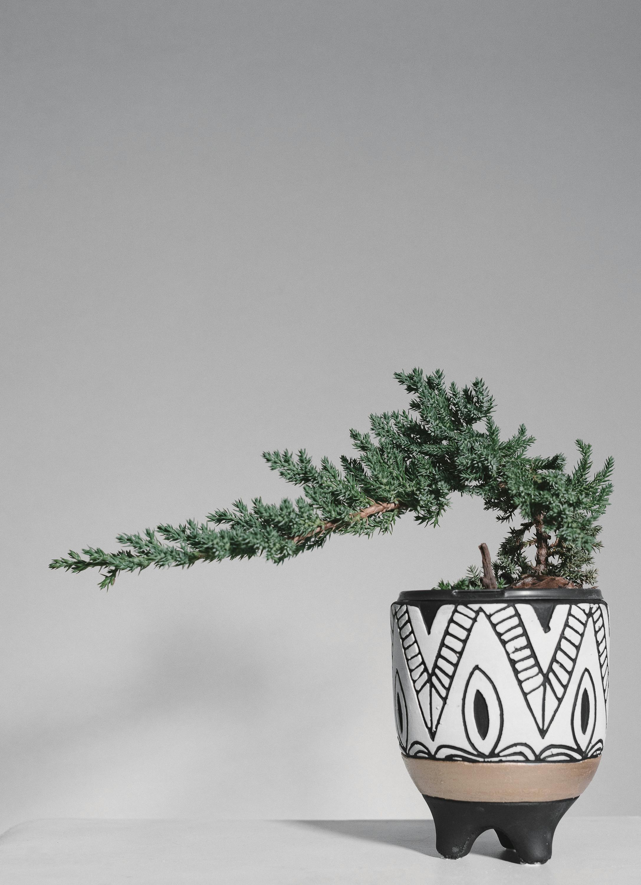 Little Conifer Plant in a Plant Pot · Free Stock Photo