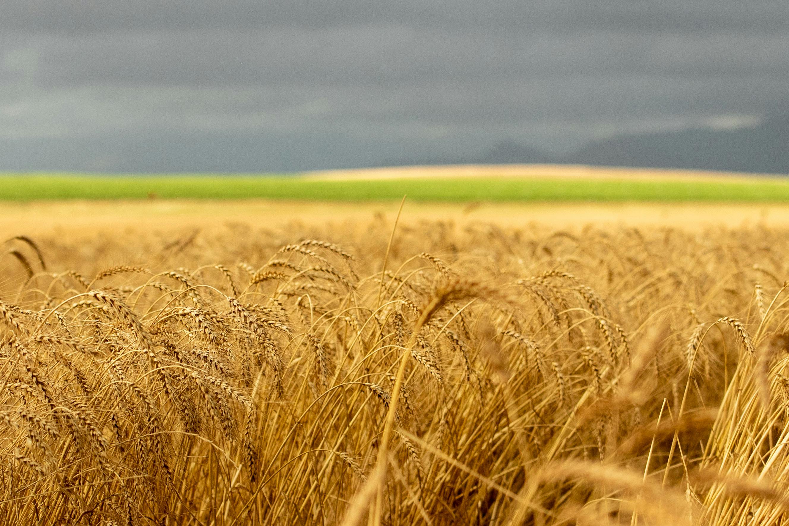Selective Focus Photo of a Wheat Field · Free Stock Photo