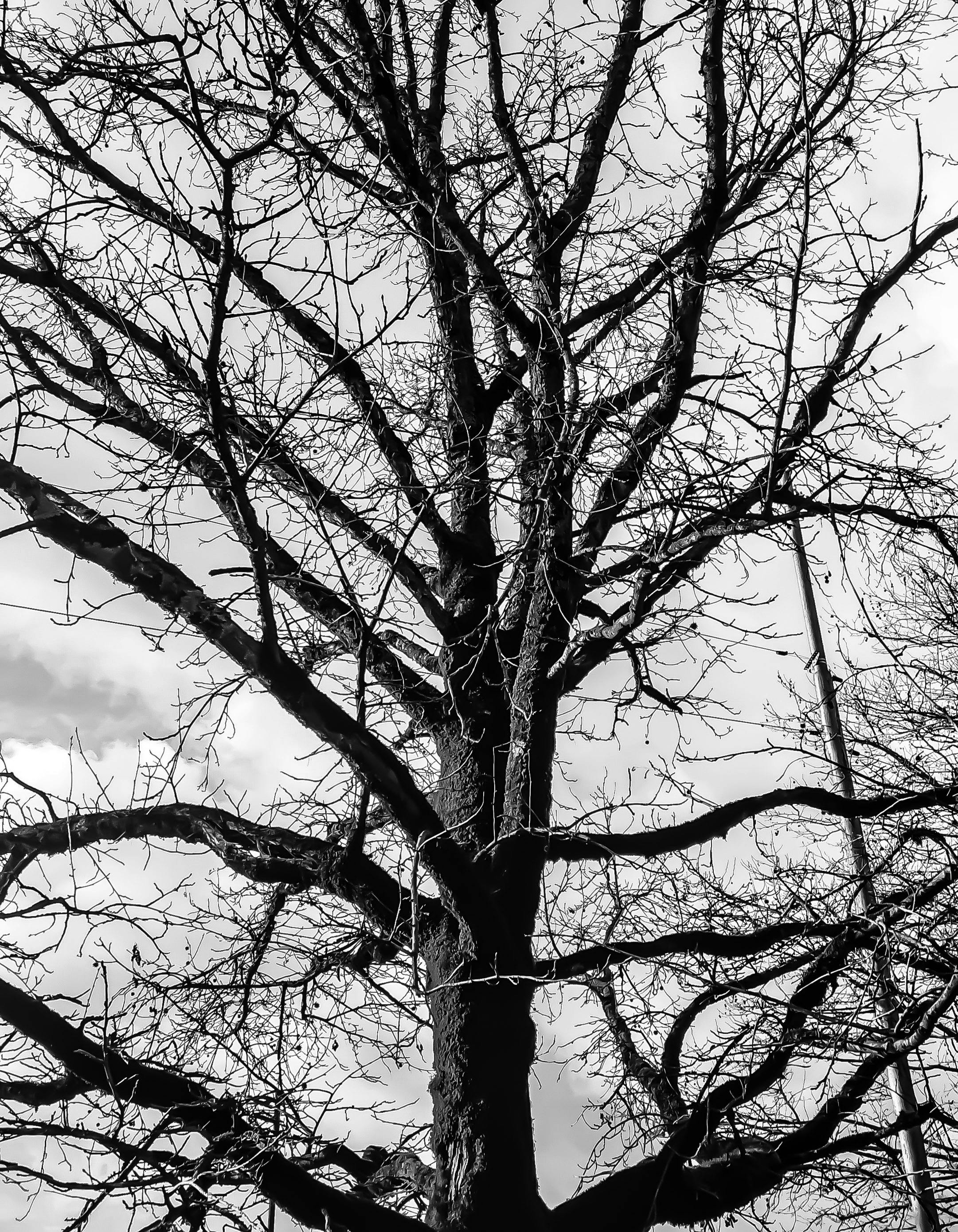 Grayscale Photo of a Leafless Tree Branches · Free Stock Photo