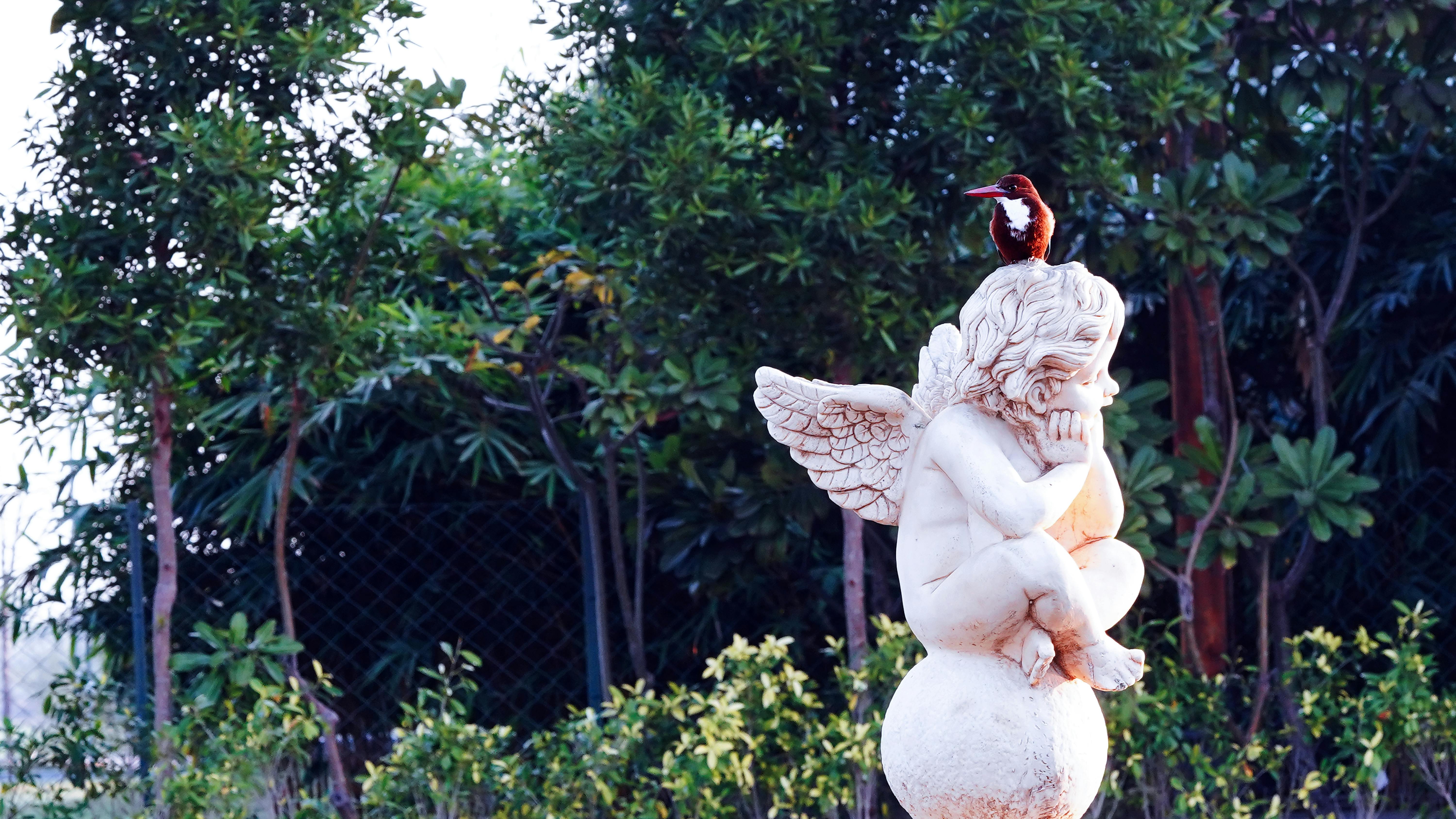 21 fotos y vídeos de Bird photography guardados por Ankit Patel