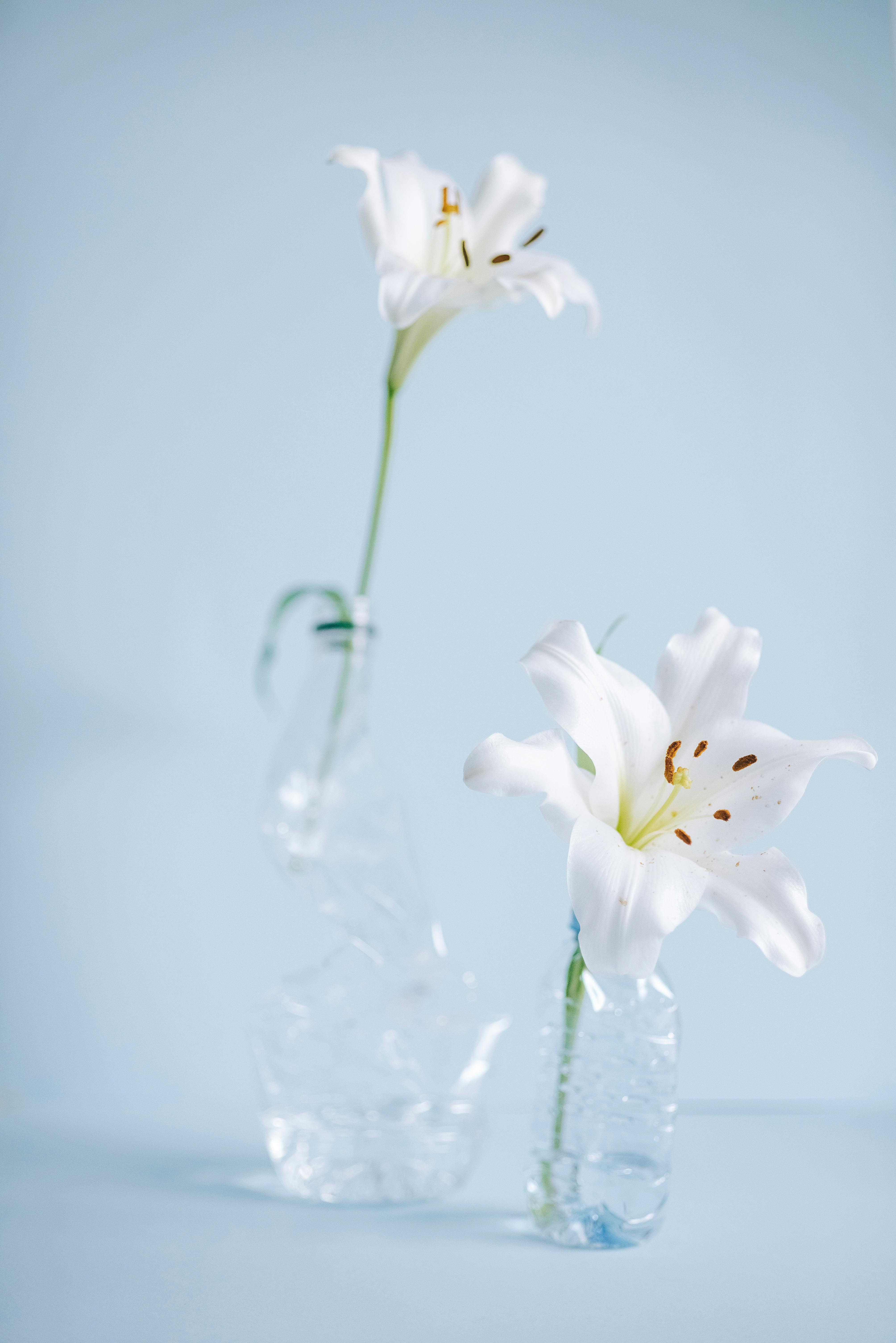 White Flowers on Plastic Bottles · Free Stock Photo
