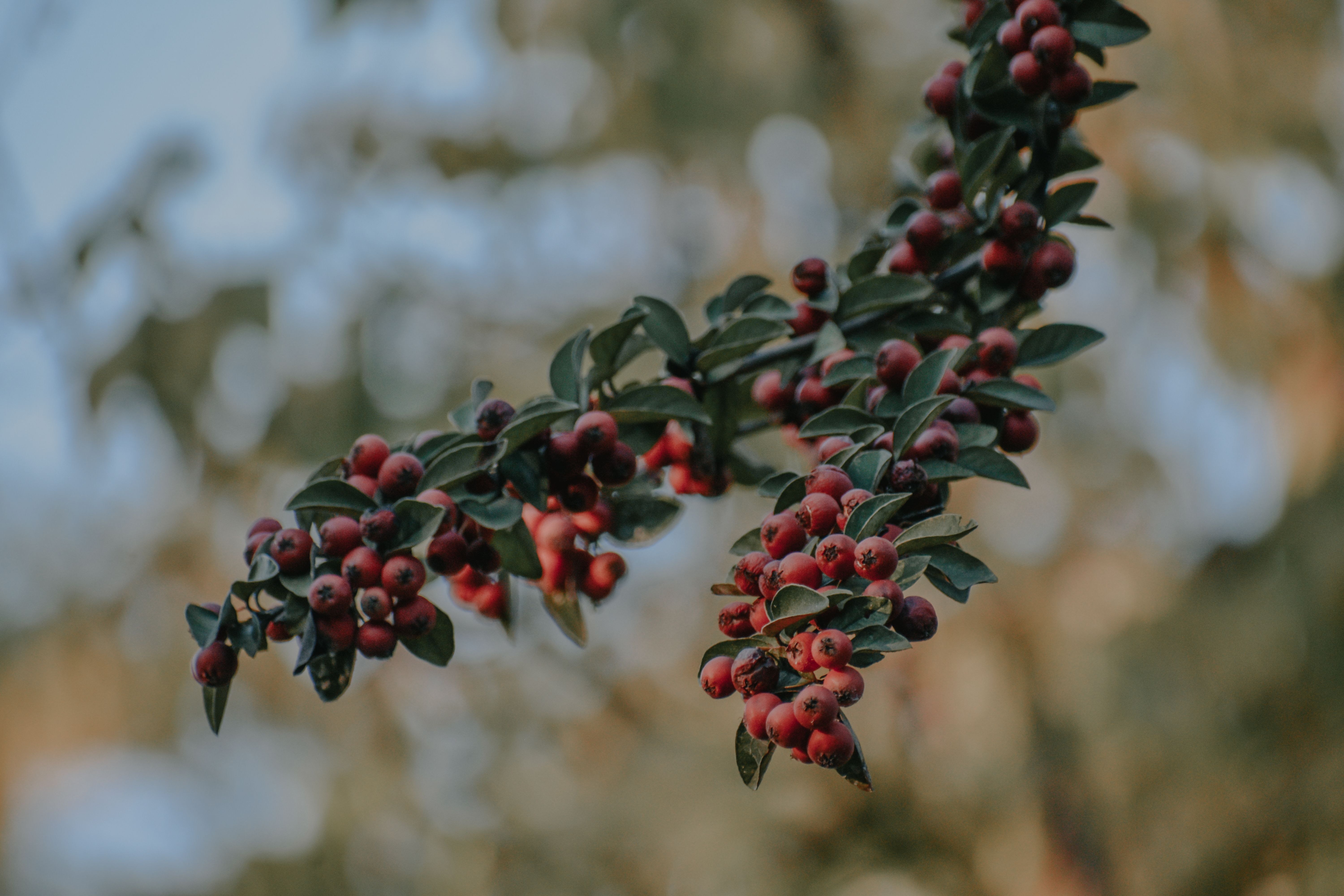 Juneberries Photos, Download The BEST Free Juneberries Stock Photos ...