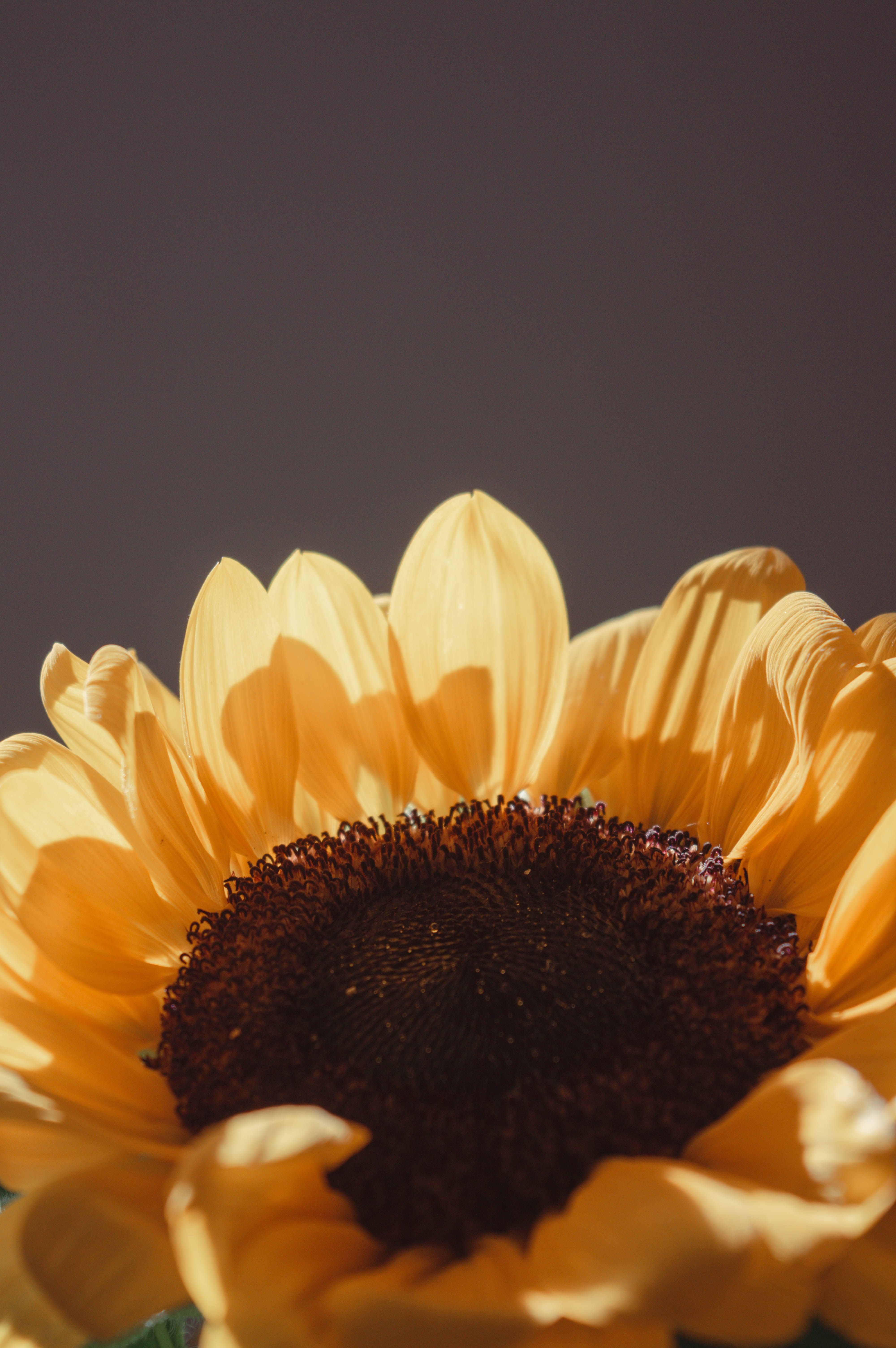Sunflower Lot · Free Stock Photo