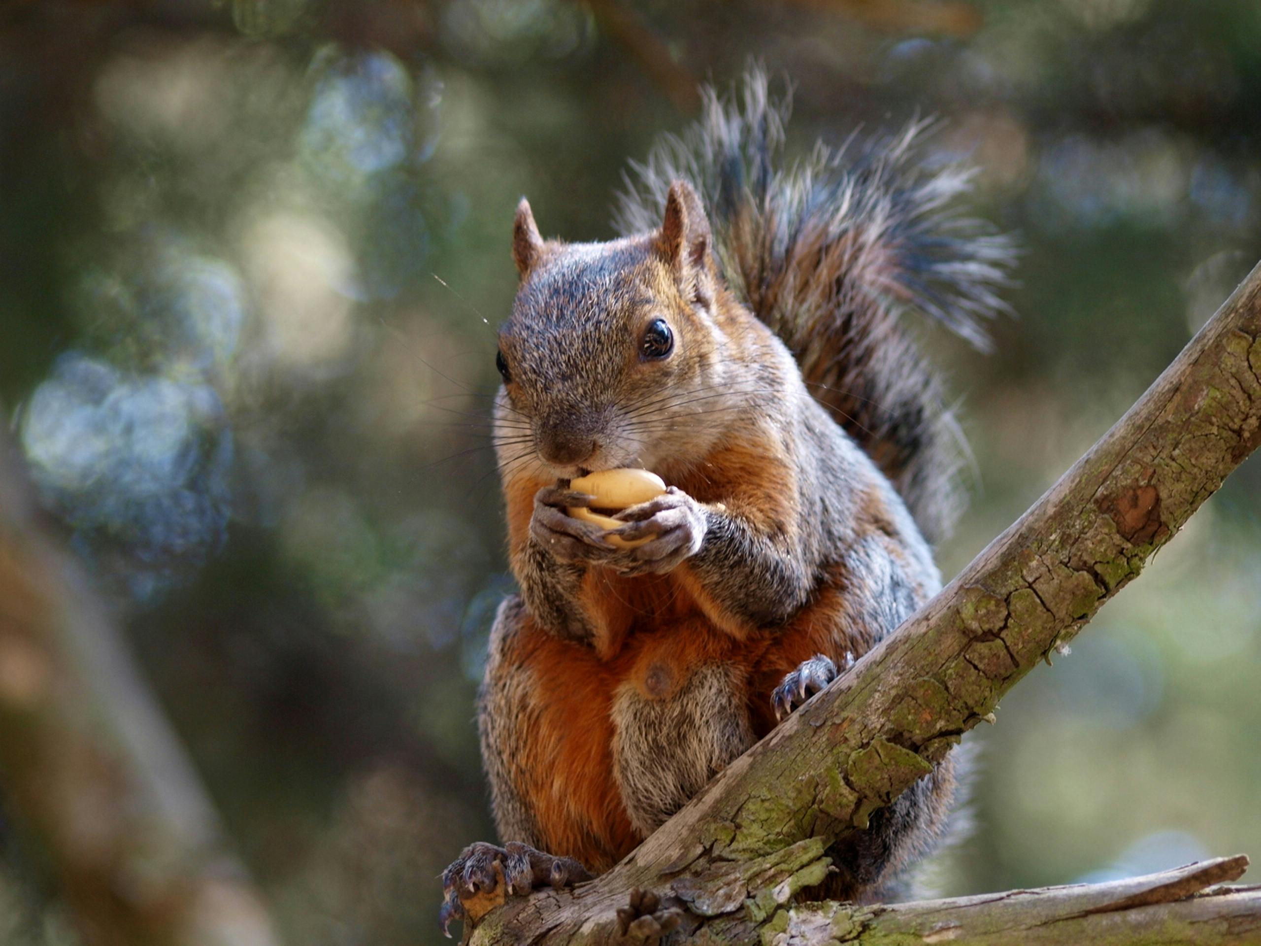 Nut Eater Photos, Download The BEST Free Nut Eater Stock Photos & HD Images