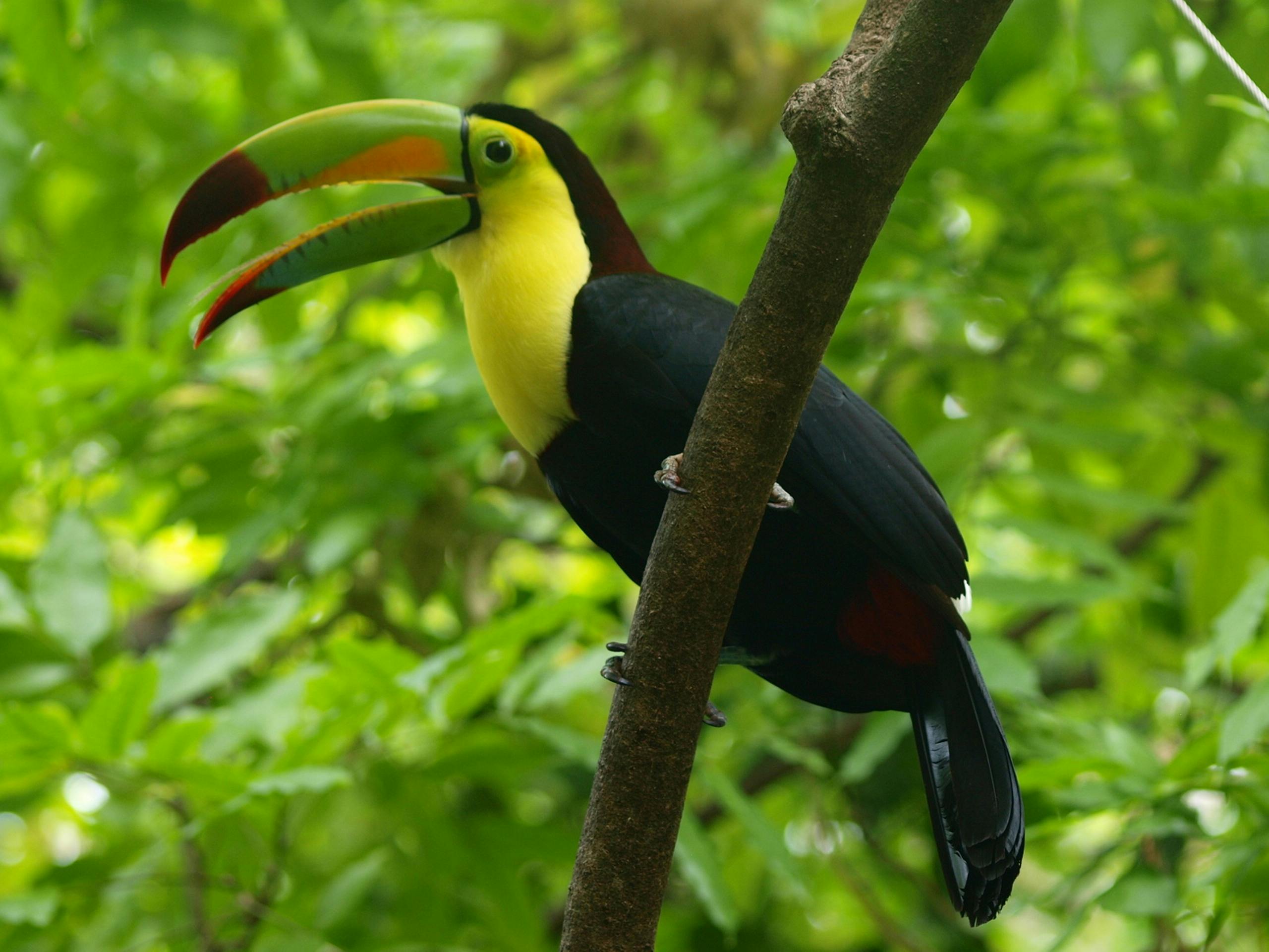 Selective Focus Photo Of Toco Toucan Perched · Free Stock Photo